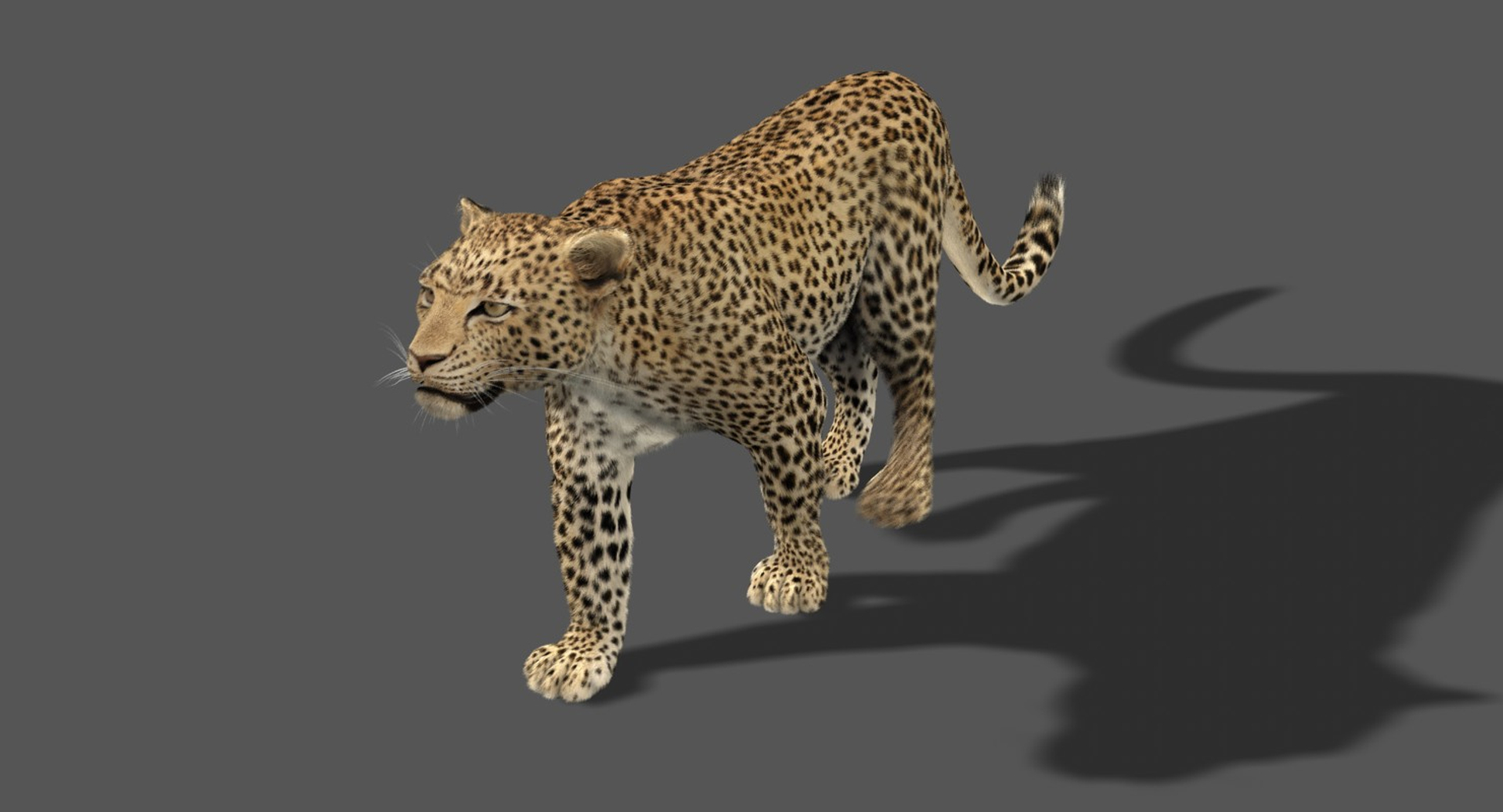 3d Leopard Fur Animation