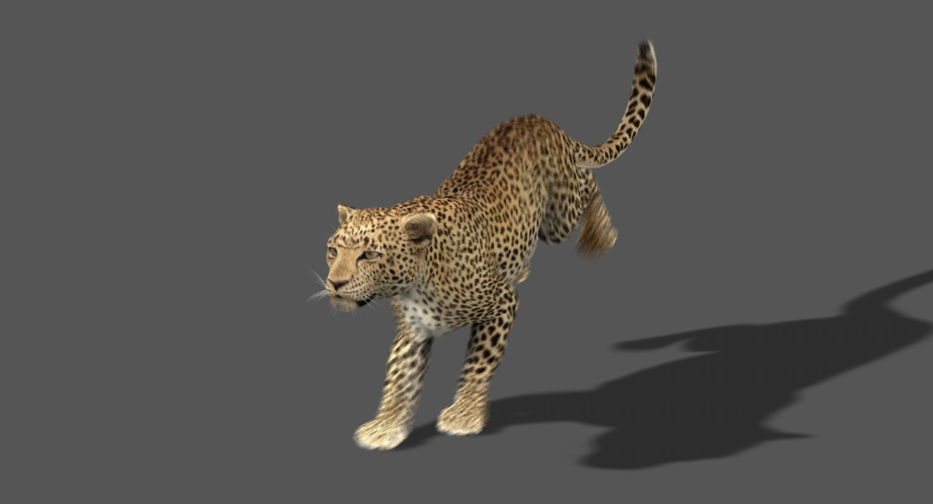 3d Leopard Fur Animation