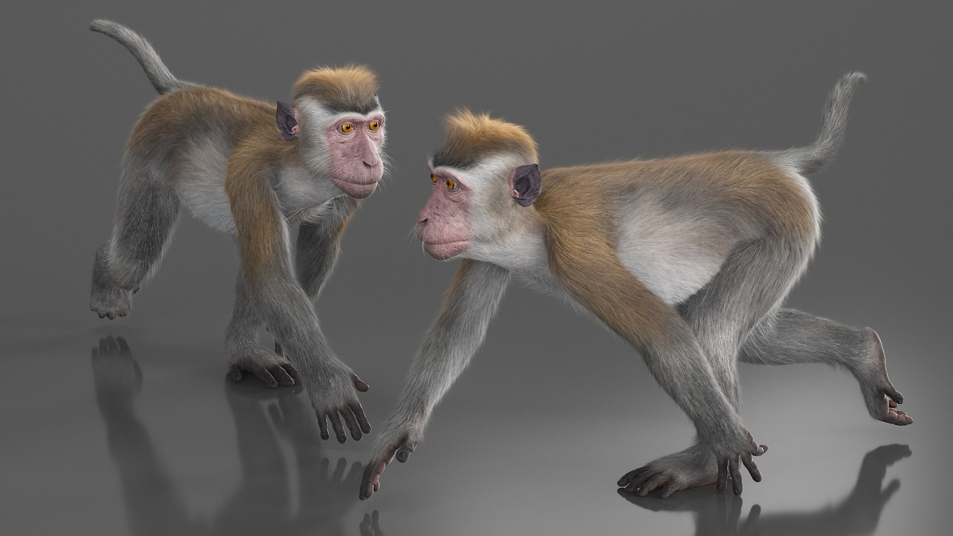 3D Walking Rhesus Macaque Monkey Gray Fur Model - TurboSquid 2435218