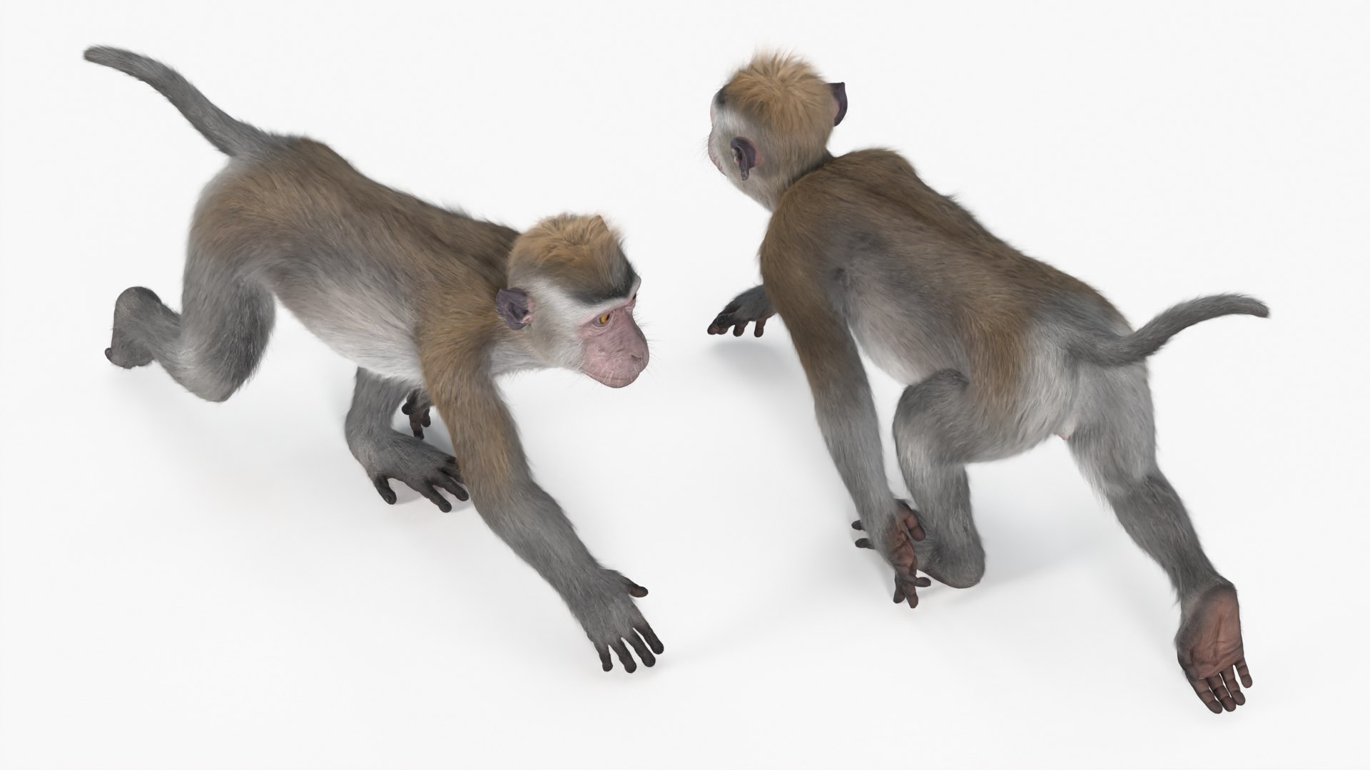 3D Walking Rhesus Macaque Monkey Gray Fur Model - TurboSquid 2435218