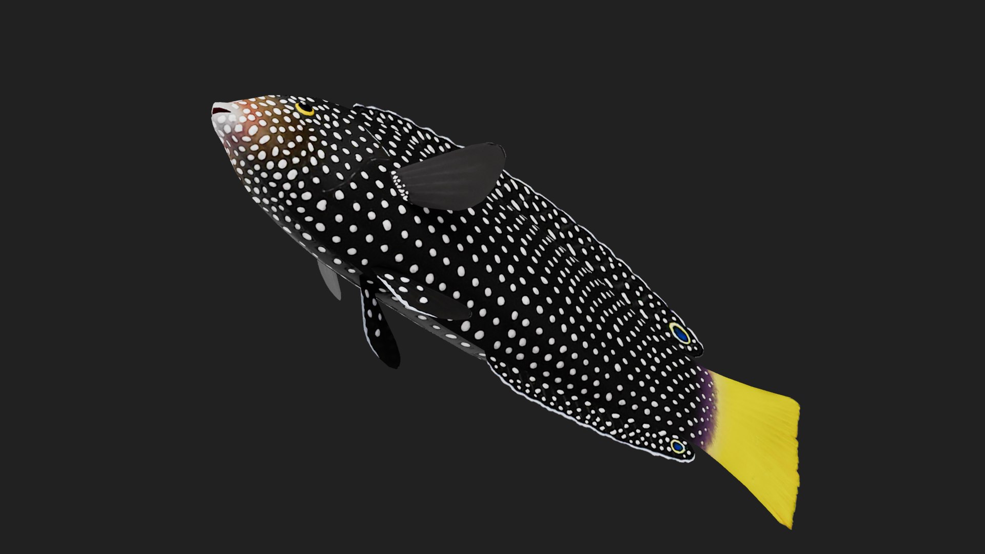 Wrasse 3D Model - TurboSquid 2122911