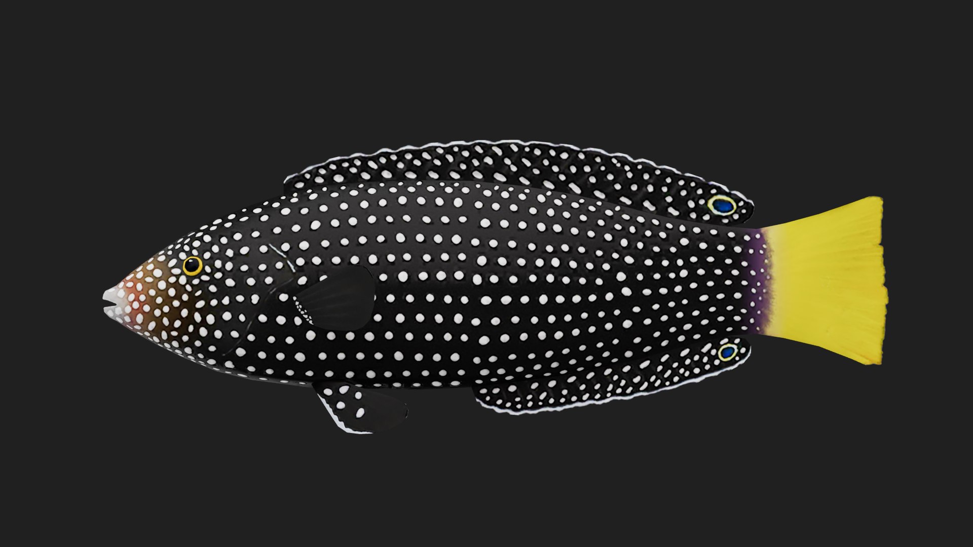 Wrasse 3D Model - TurboSquid 2122911
