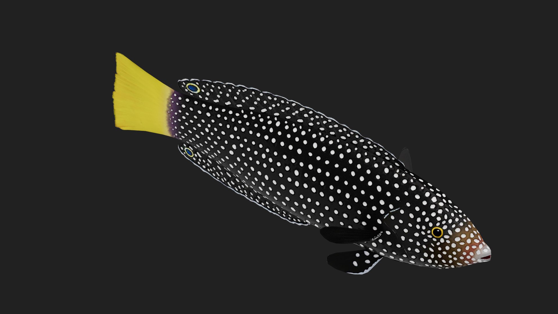 Wrasse 3D Model - TurboSquid 2122911