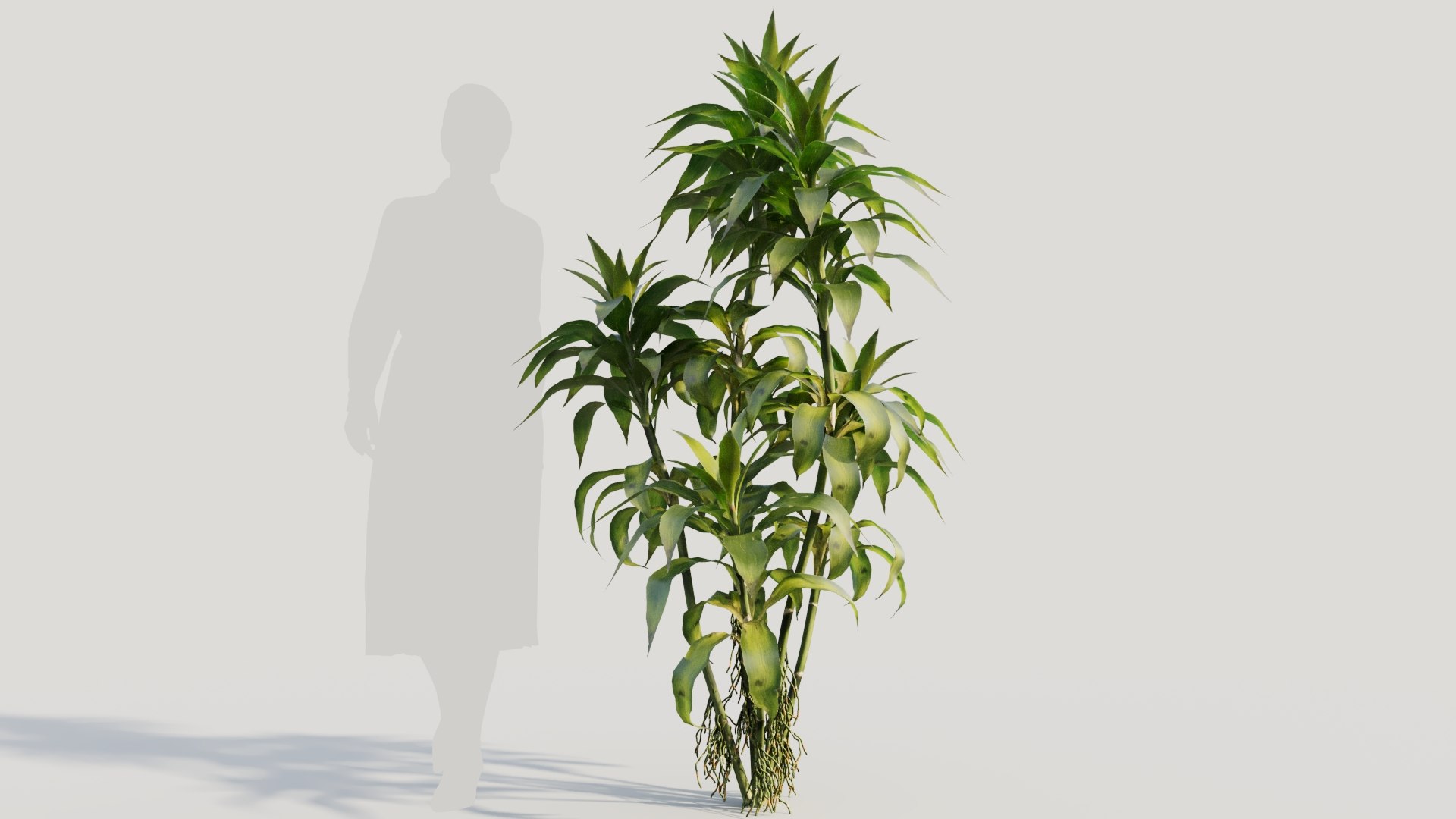 Dracaena Sanderiana B 3D Model - TurboSquid 2178666