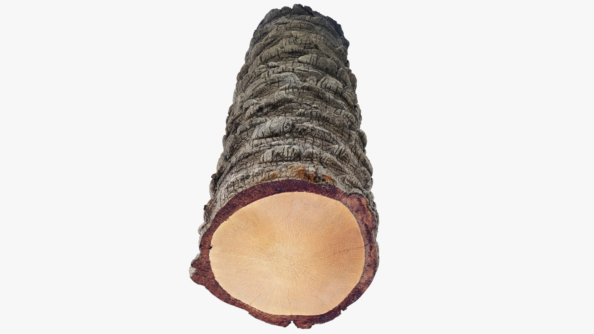 Palm Log V1 3D Model - TurboSquid 2161248