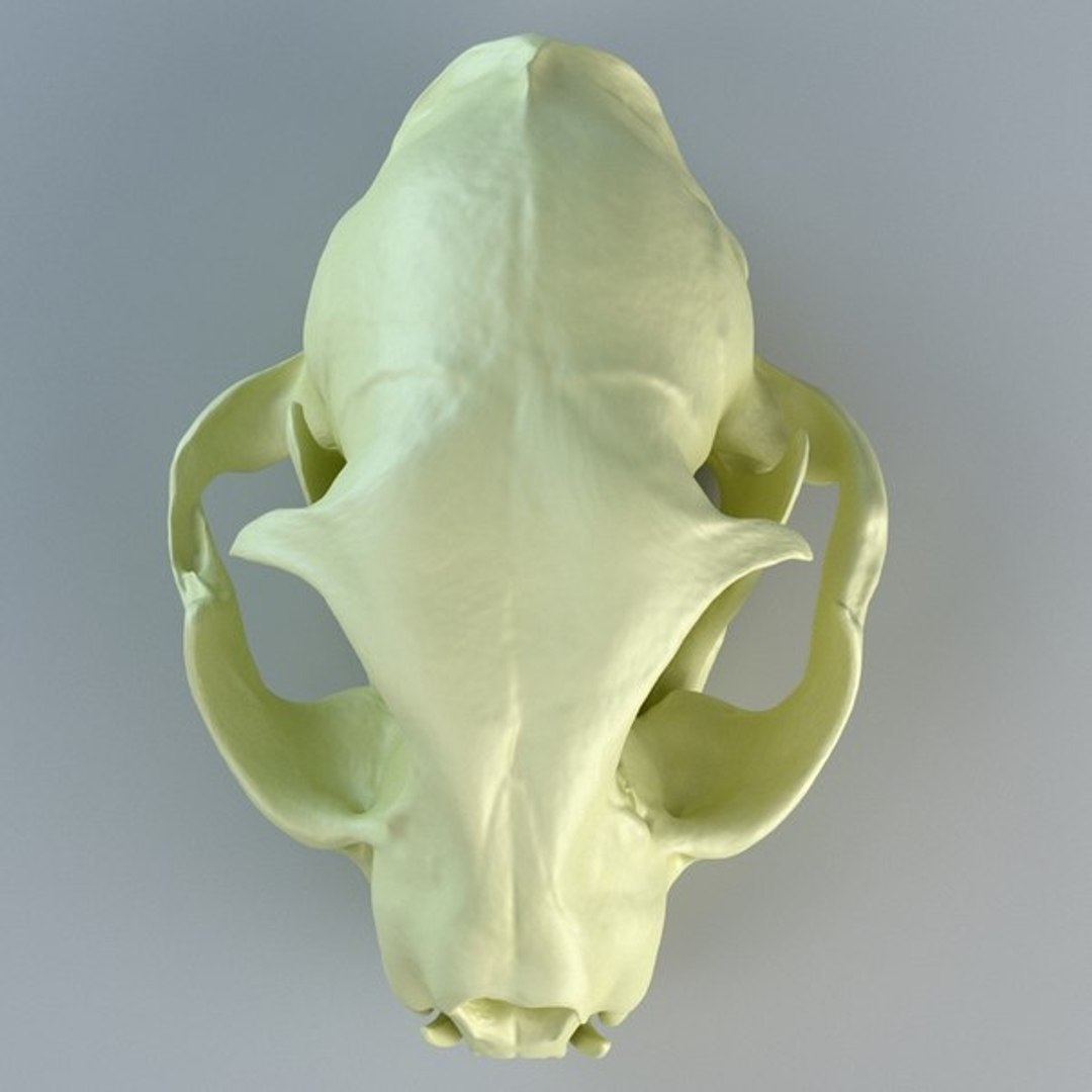 3d domestic cat skull