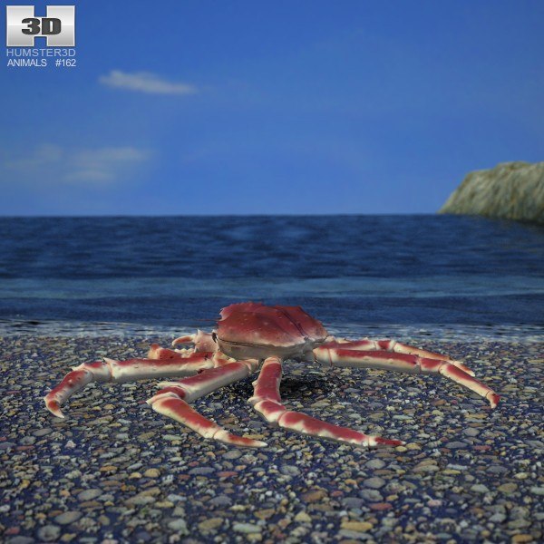 3d model red king crab