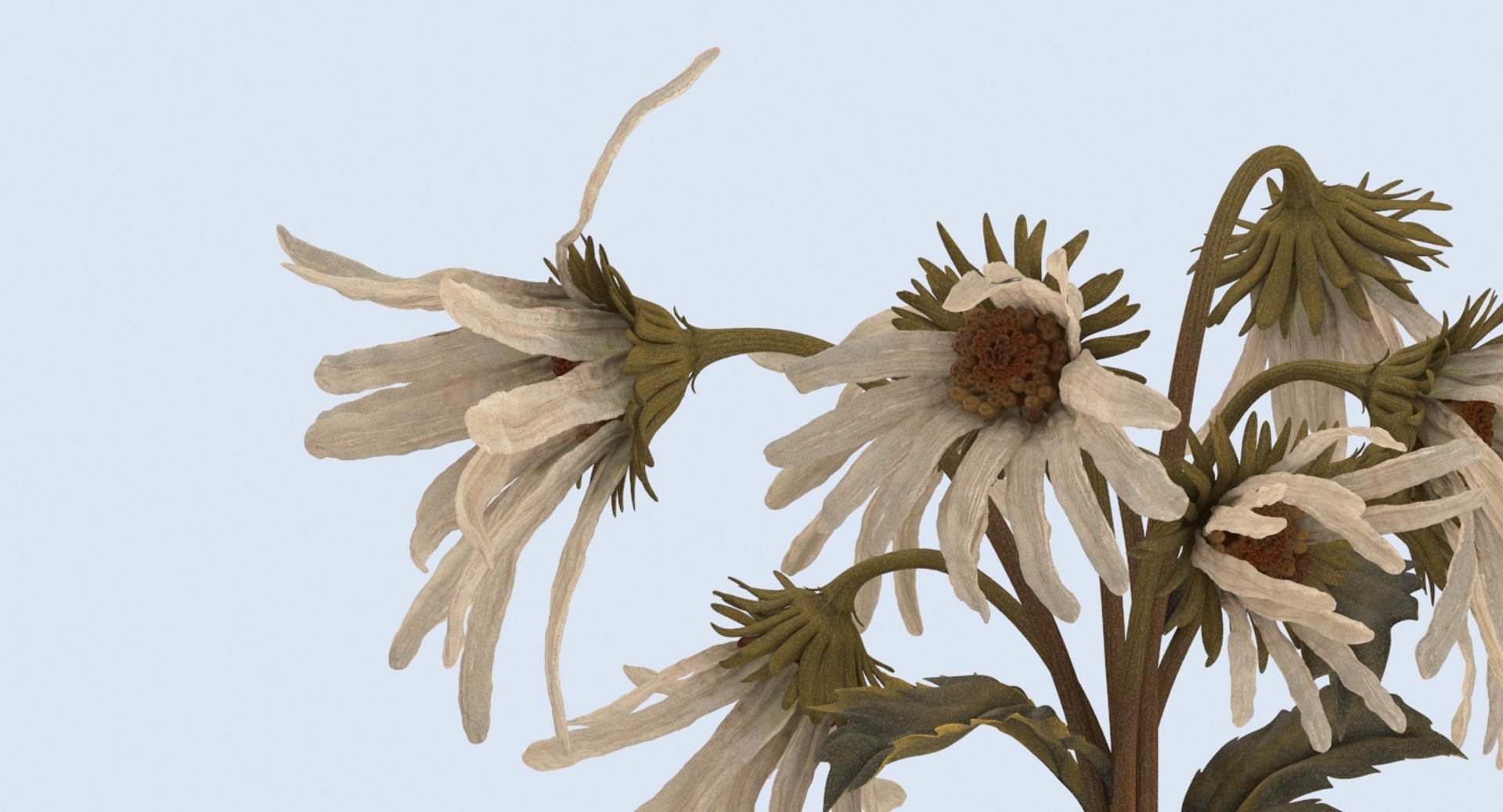 3d Dead Daisy Bouquet