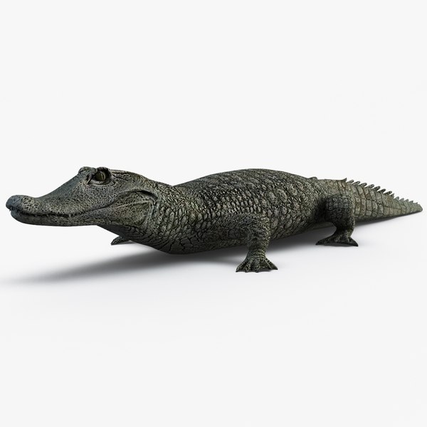 3d dwarf crocodile model