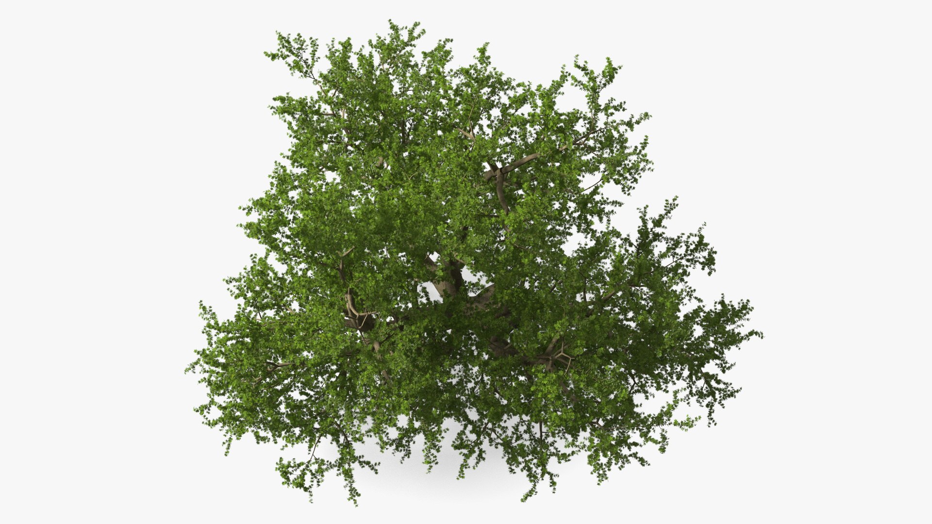 Lush Maple Tree 3D Model - TurboSquid 2230219