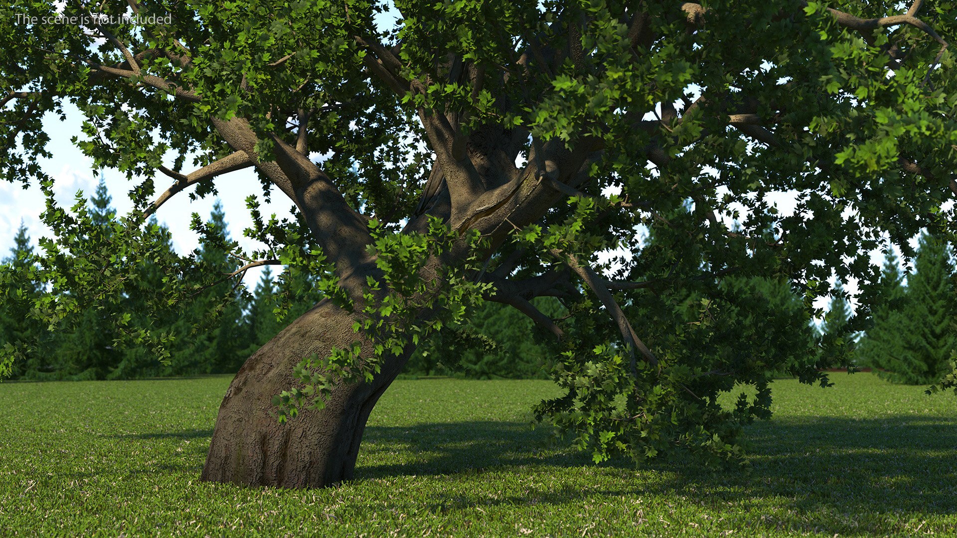 Lush Maple Tree 3D Model - TurboSquid 2230219