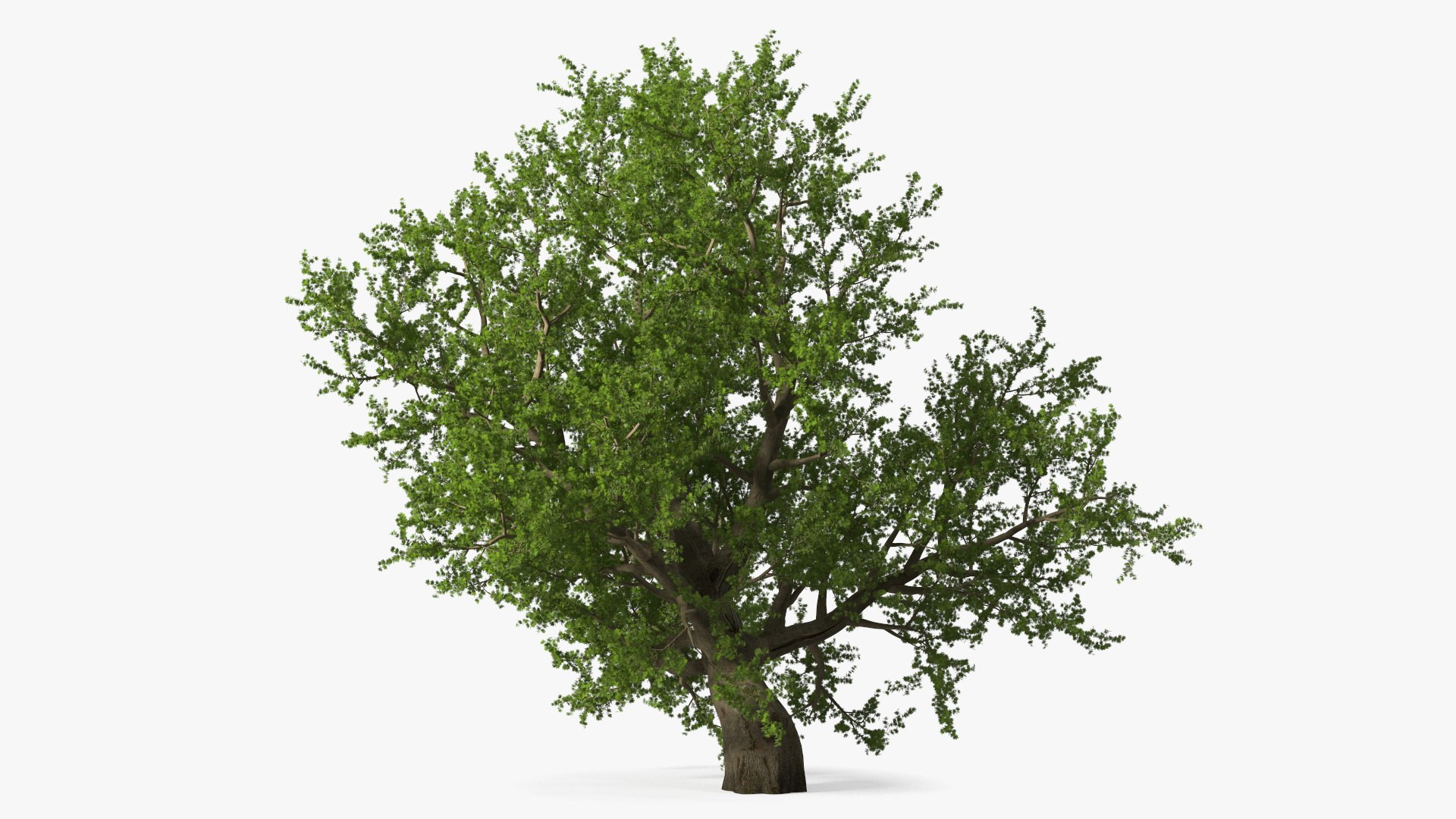 Lush Maple Tree 3D Model - TurboSquid 2230219