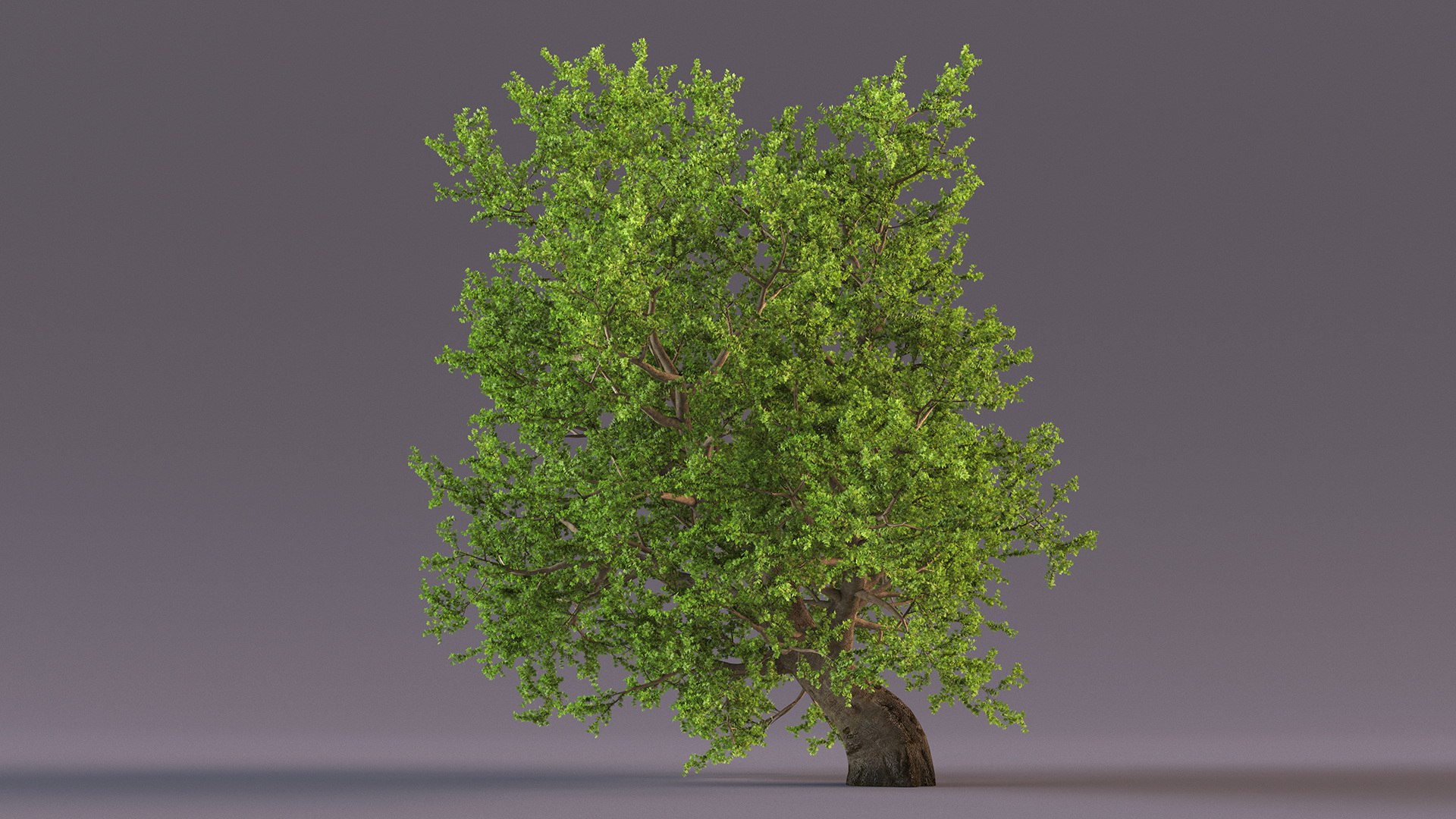 Lush Maple Tree 3D Model - TurboSquid 2230219