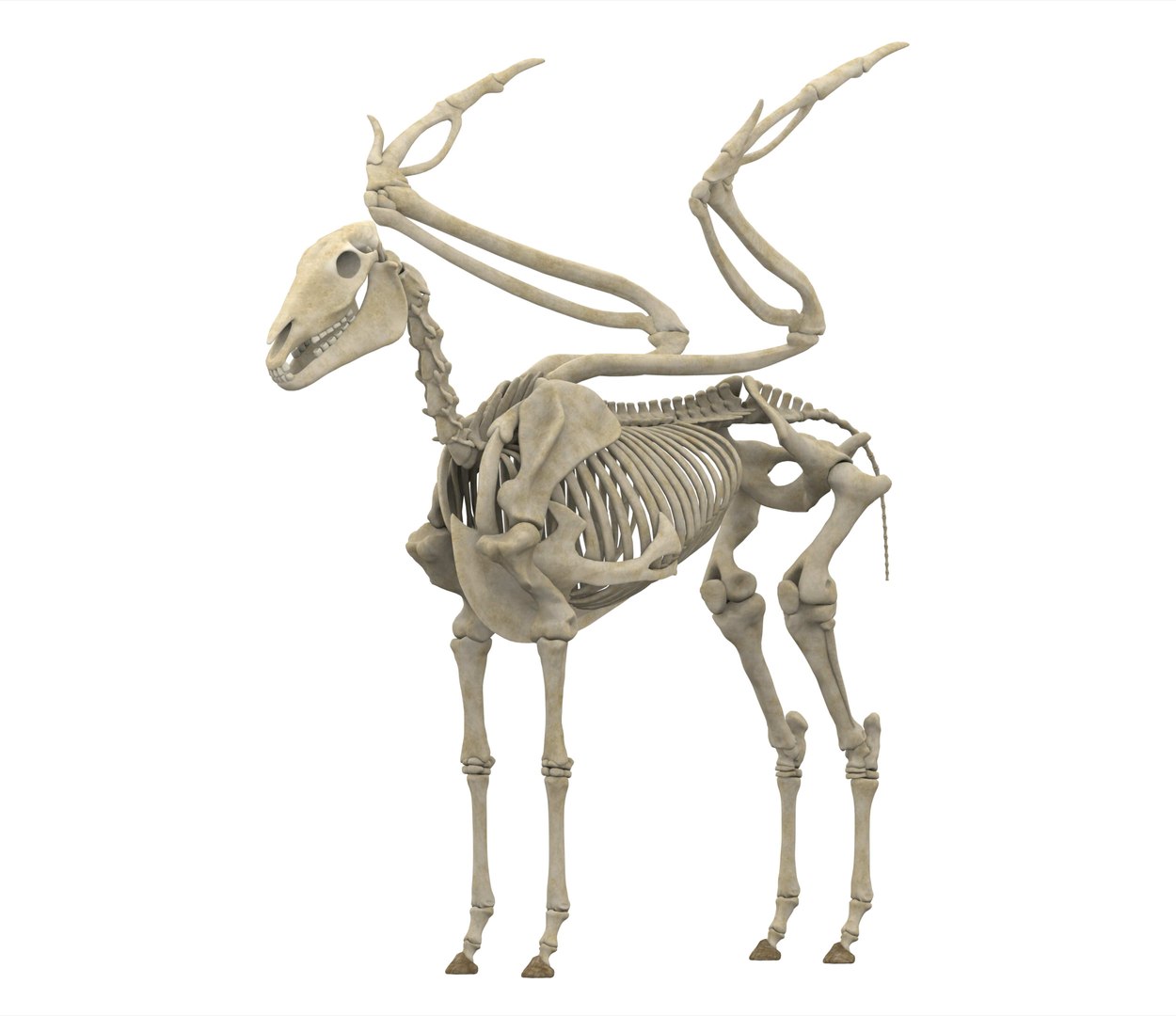3D Pegasus Skeleton Model - TurboSquid 1524851