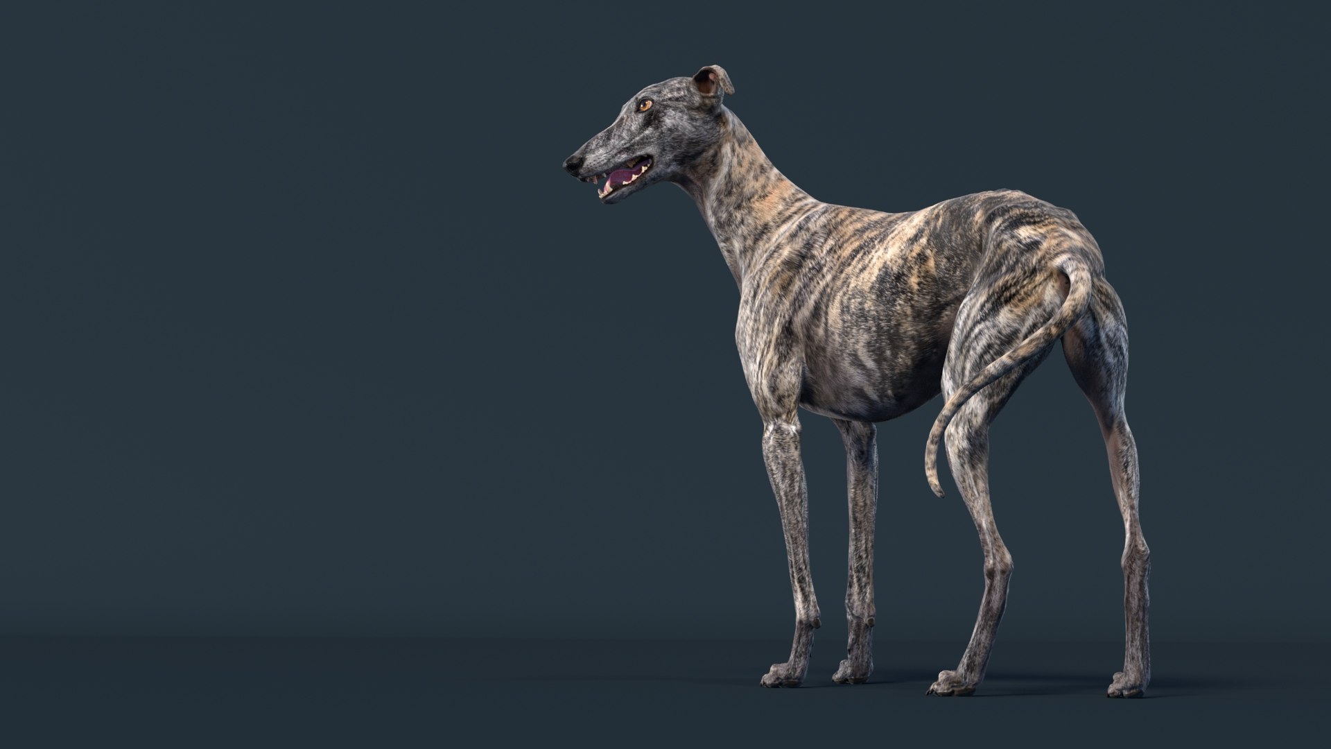 3D Realistic Greyhound Rigged Animations Model - TurboSquid 1472315