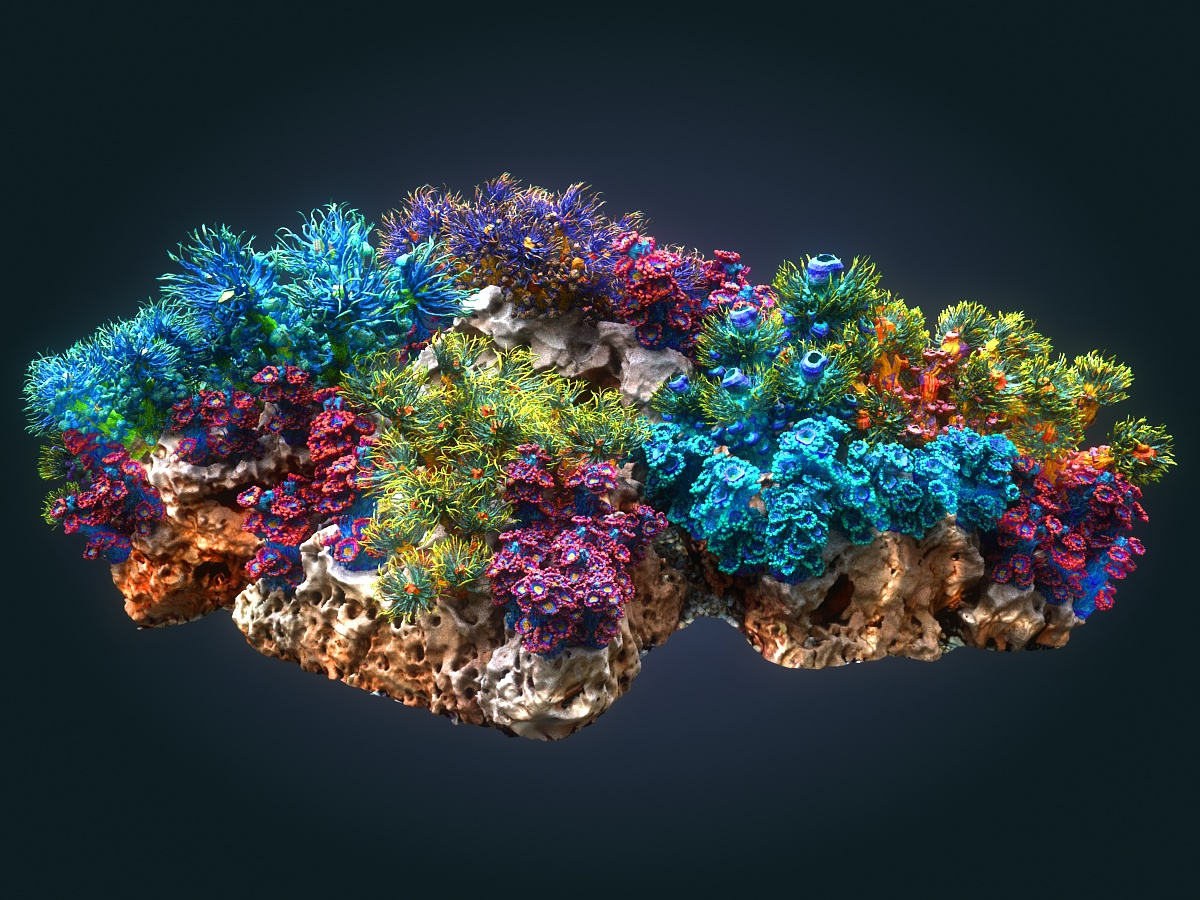 3D coral reef ecosystem model - TurboSquid 1366657