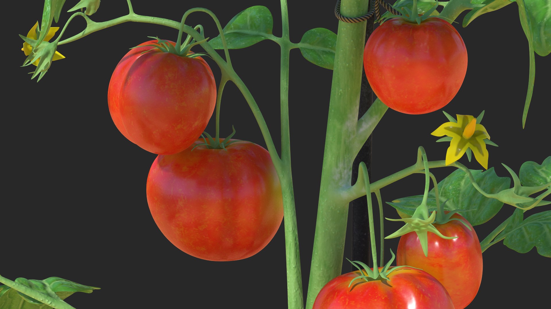 3D tomatoes fruits flowers - TurboSquid 1521651