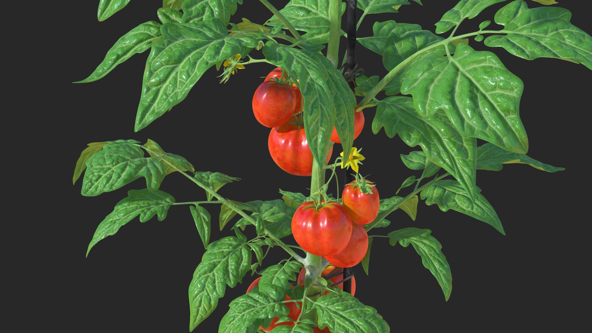 3D tomatoes fruits flowers - TurboSquid 1521651