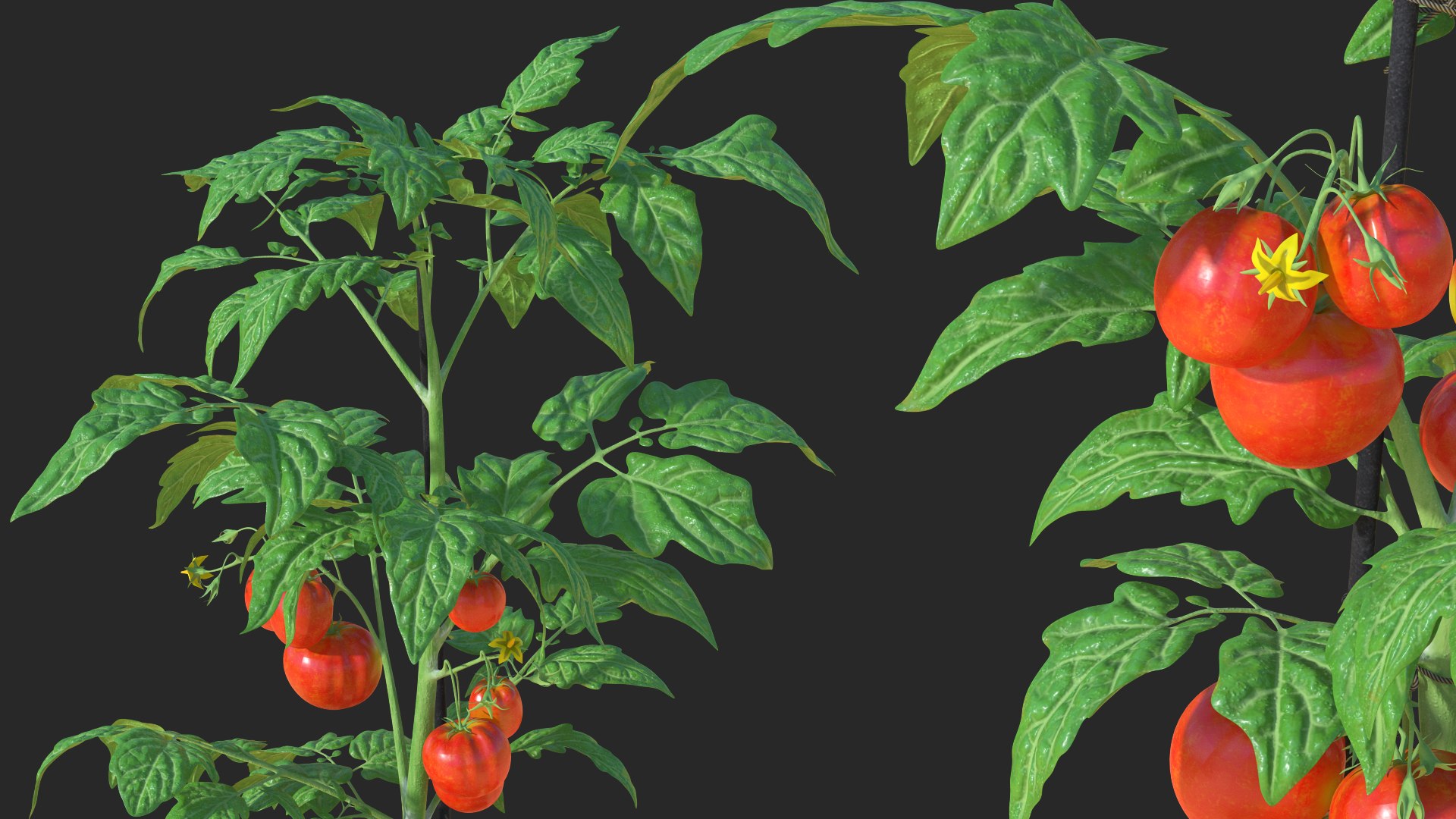 3D tomatoes fruits flowers - TurboSquid 1521651