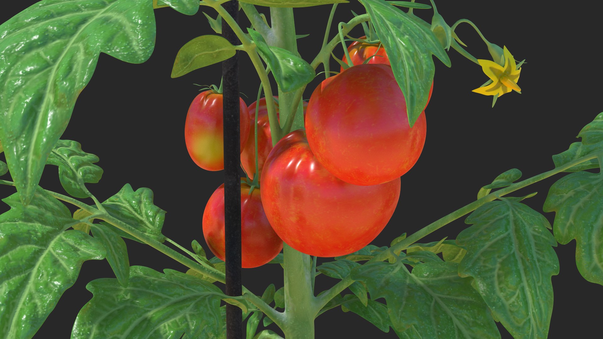 3D tomatoes fruits flowers - TurboSquid 1521651