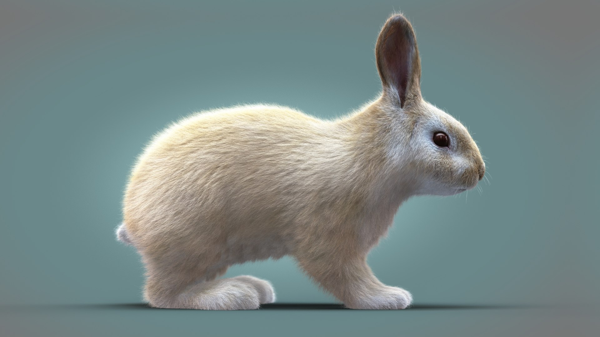 Rabbit Cream RIG XGEN 3D - TurboSquid 2163503