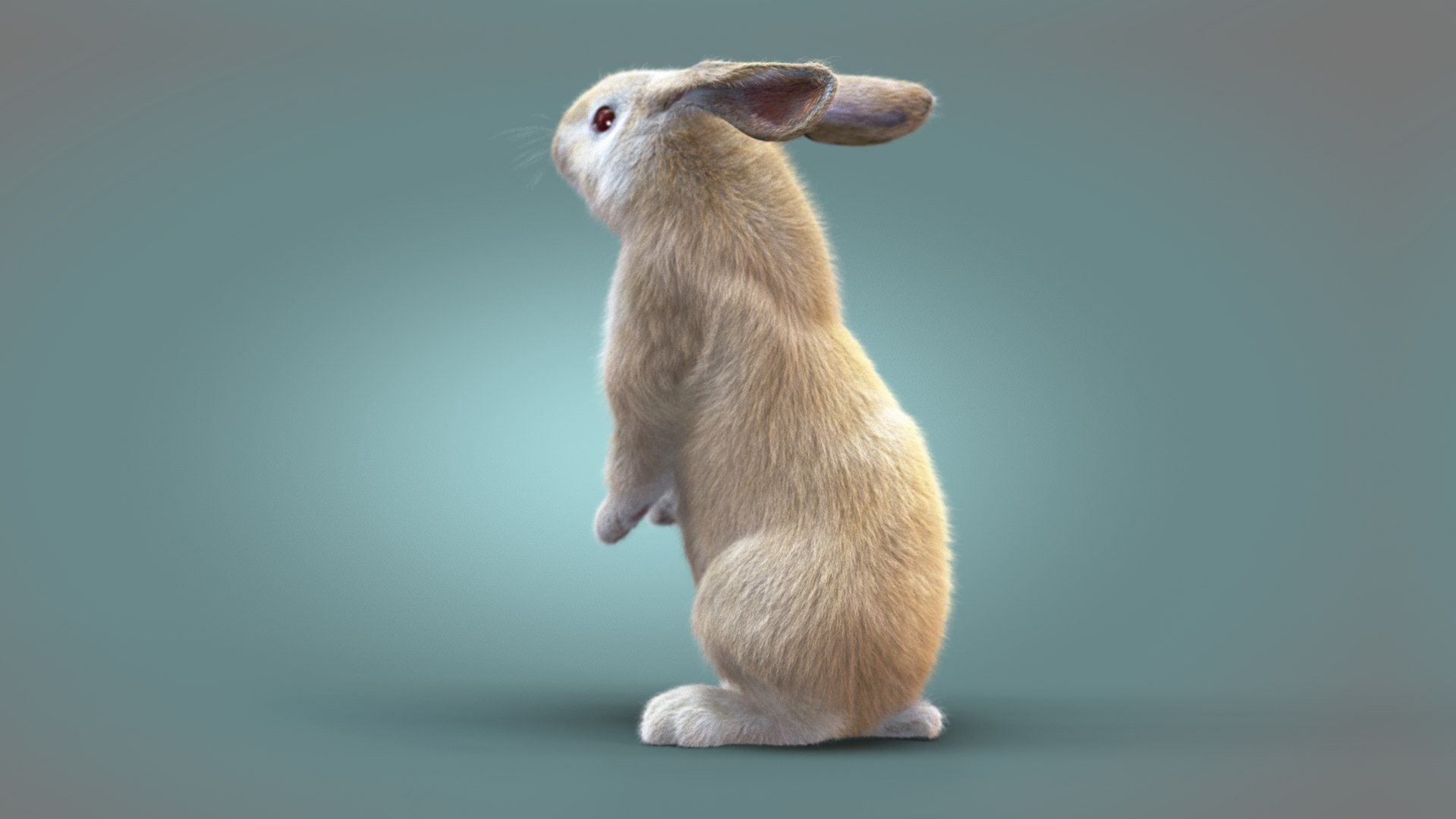 Rabbit Cream RIG XGEN 3D - TurboSquid 2163503
