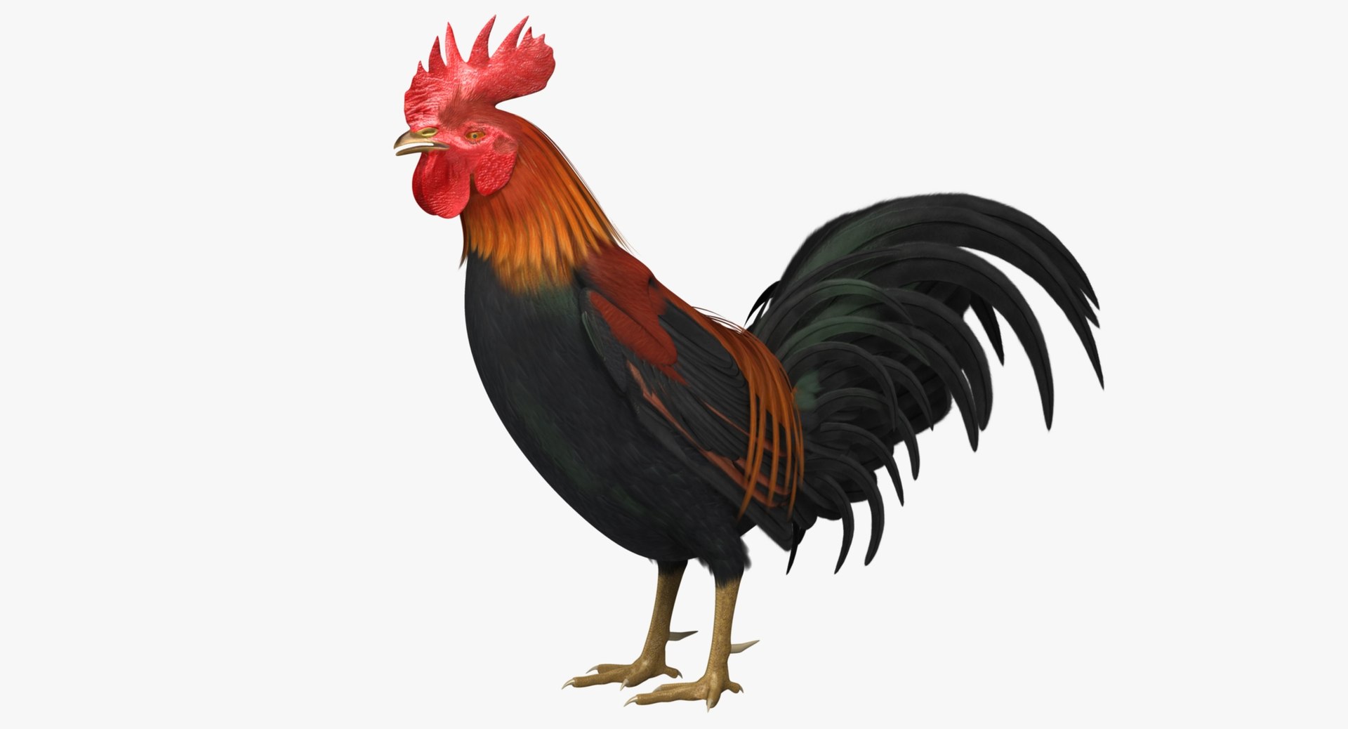 Gallus Domesticus Brown-red Domestic 3d Obj