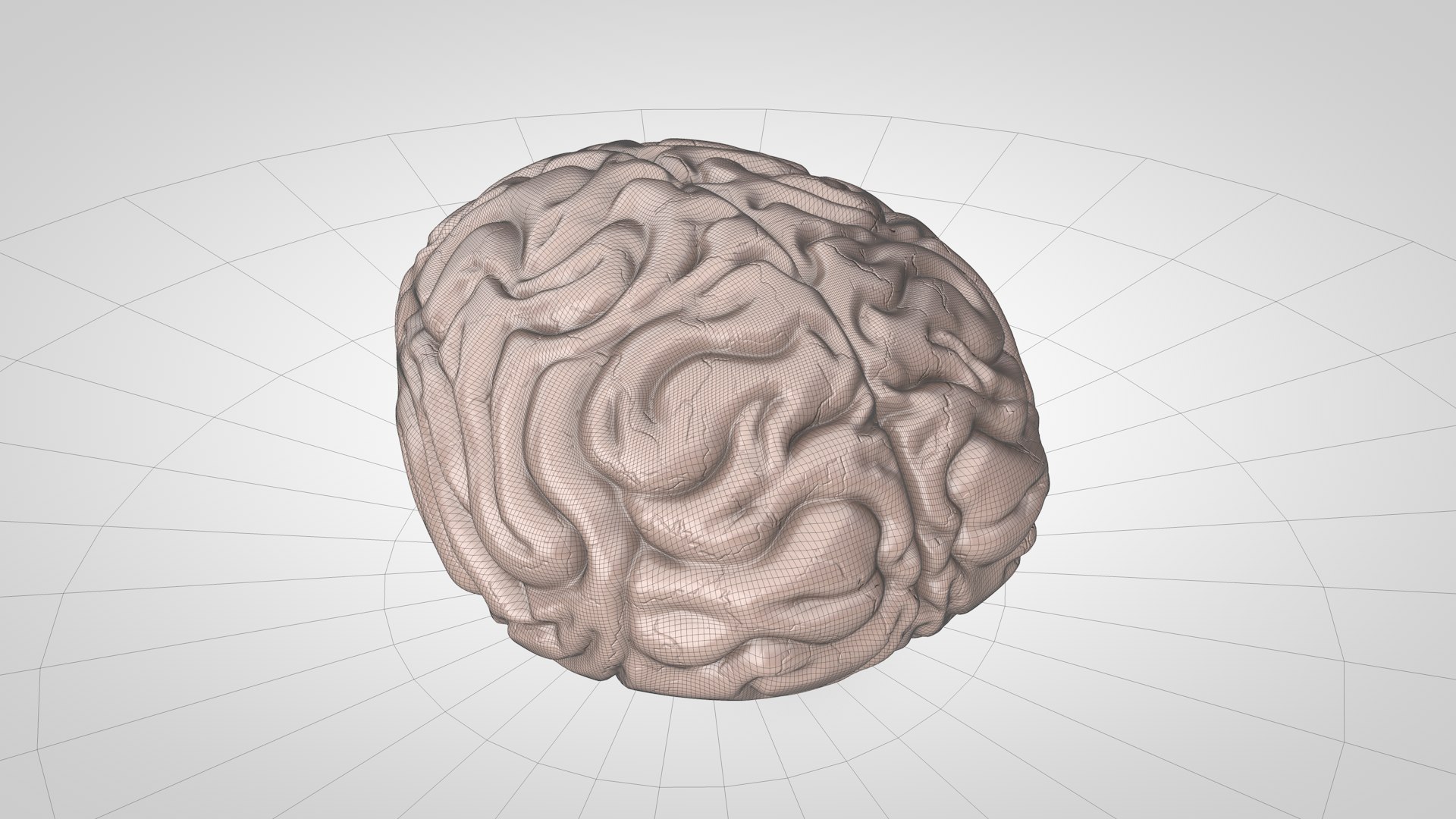 3d model brain