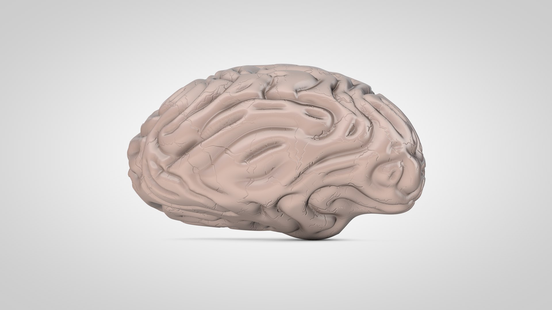 3d model brain