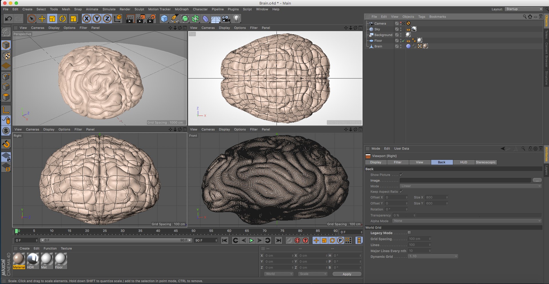 3d model brain