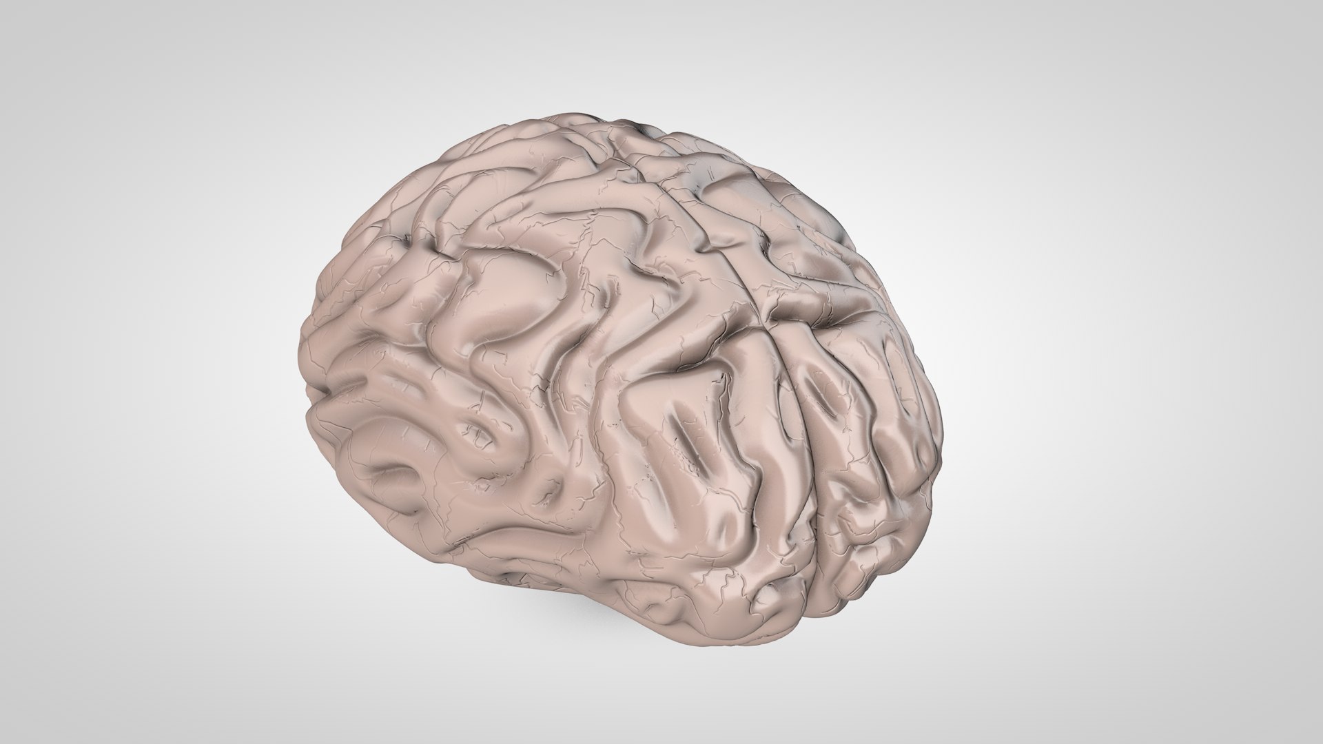 3d model brain