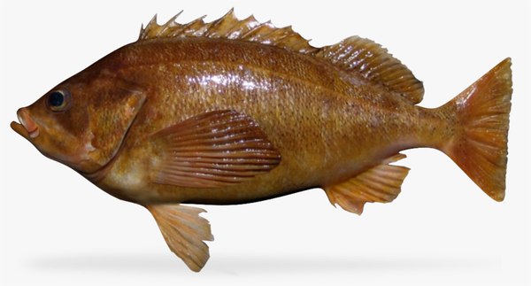 rockfish fish fbx
