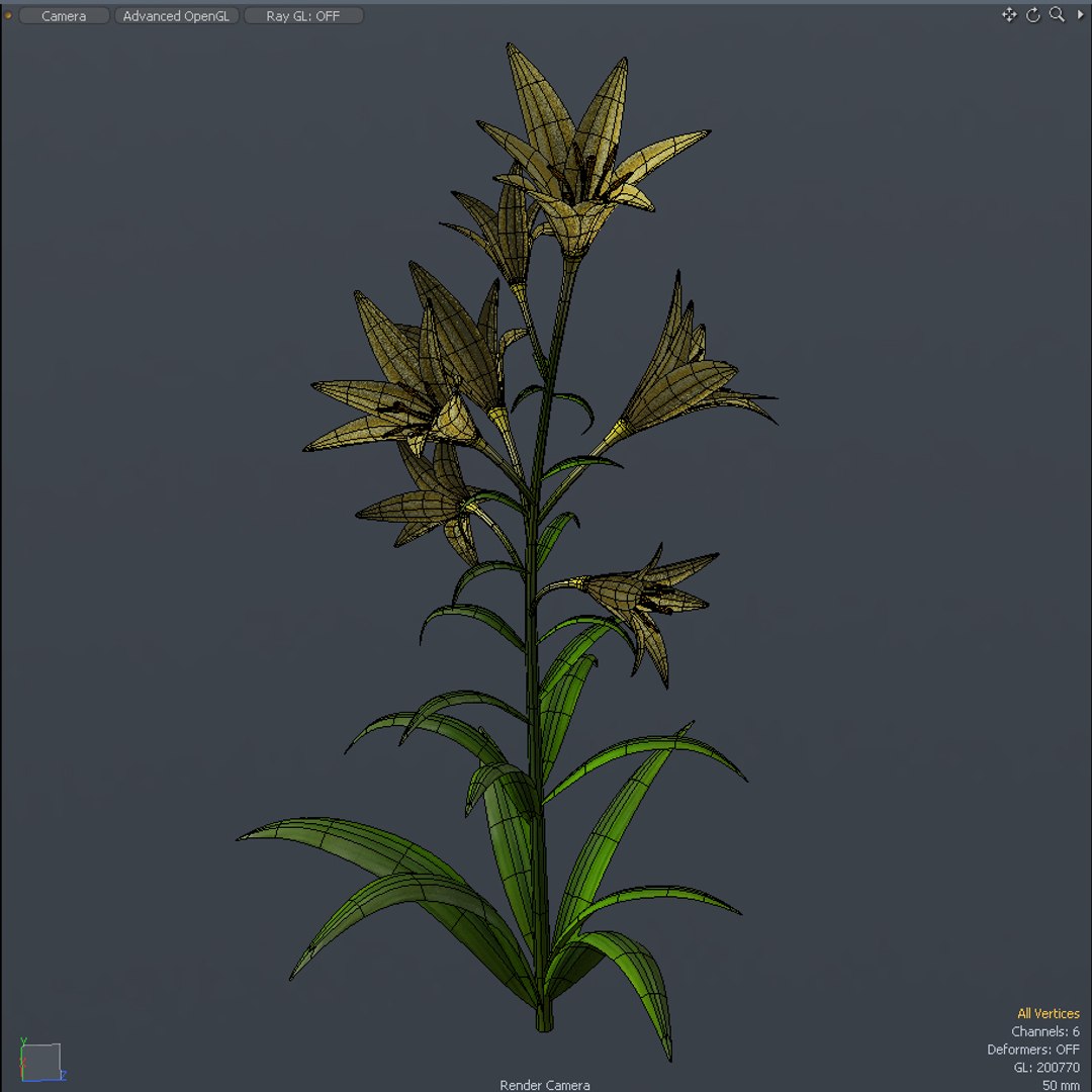 3d Lily Flower Model