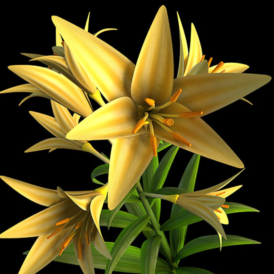 3d Lily Flower Model
