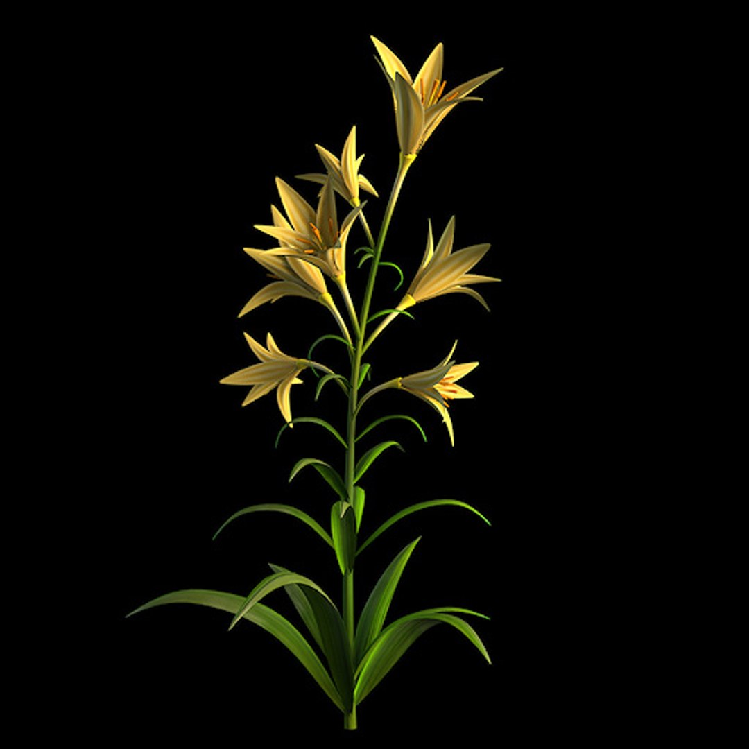 3d Lily Flower Model