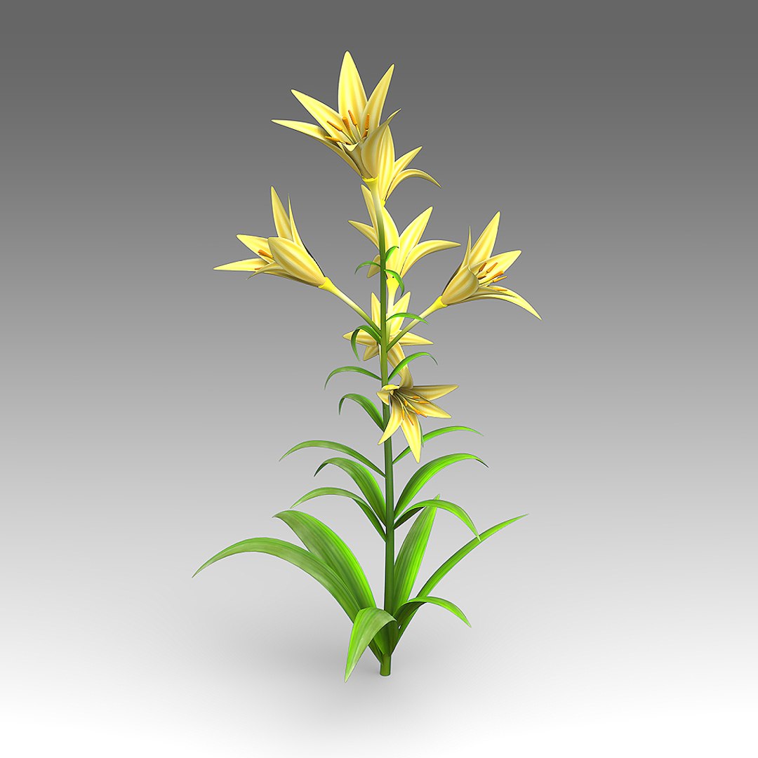 3d Lily Flower Model