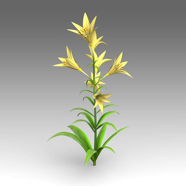 3d lily flower model