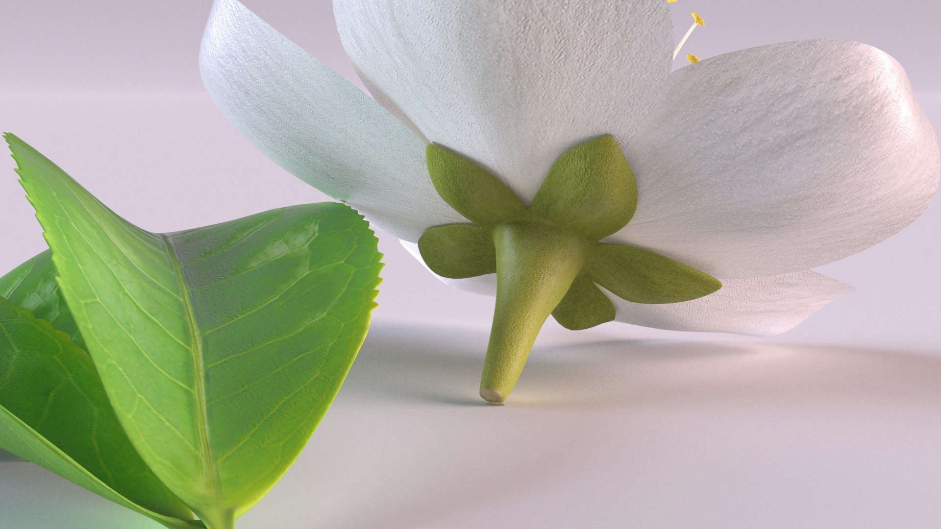 Flower Tea 3D Model - TurboSquid 1682709