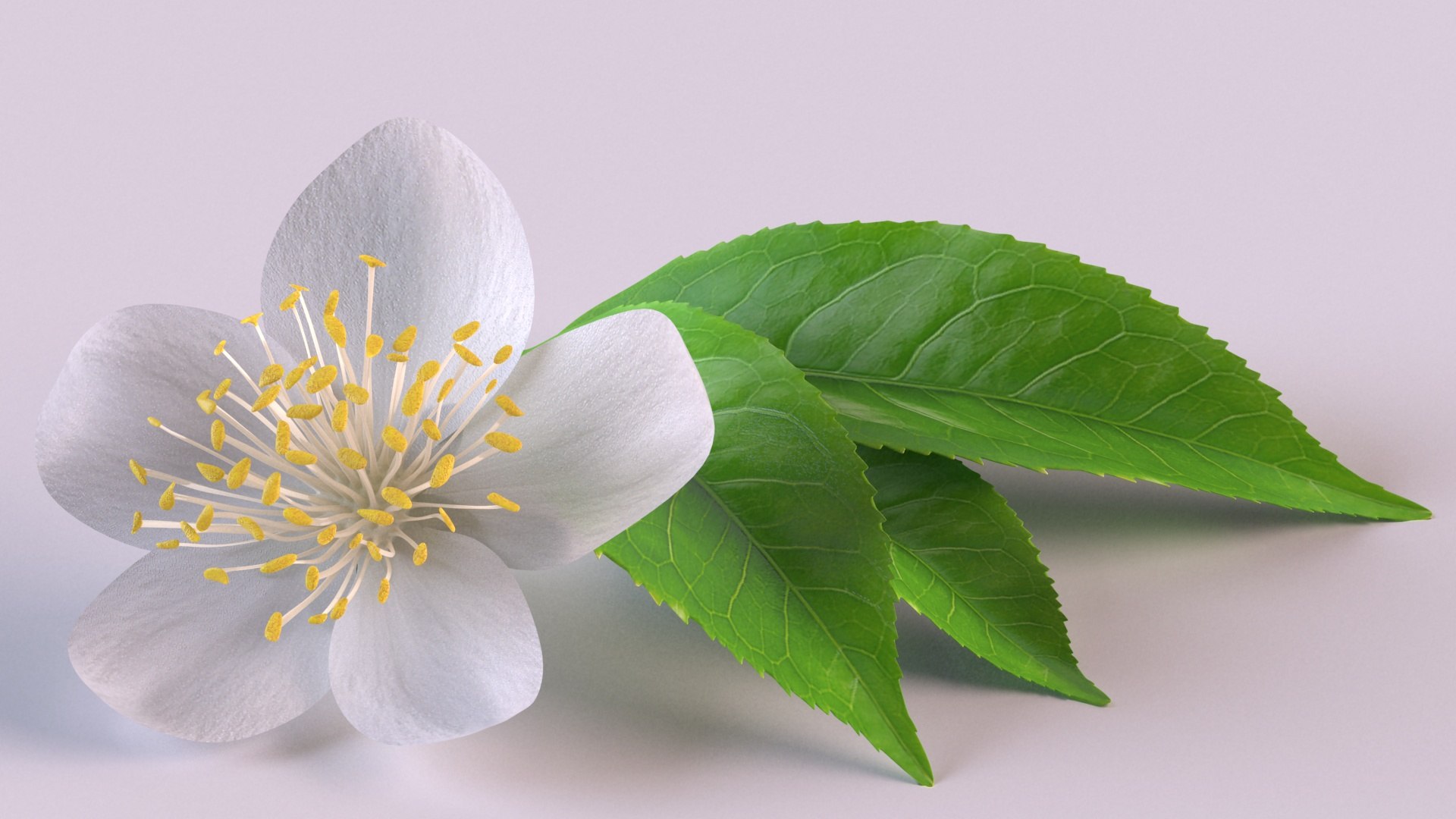 Flower Tea 3D Model - TurboSquid 1682709