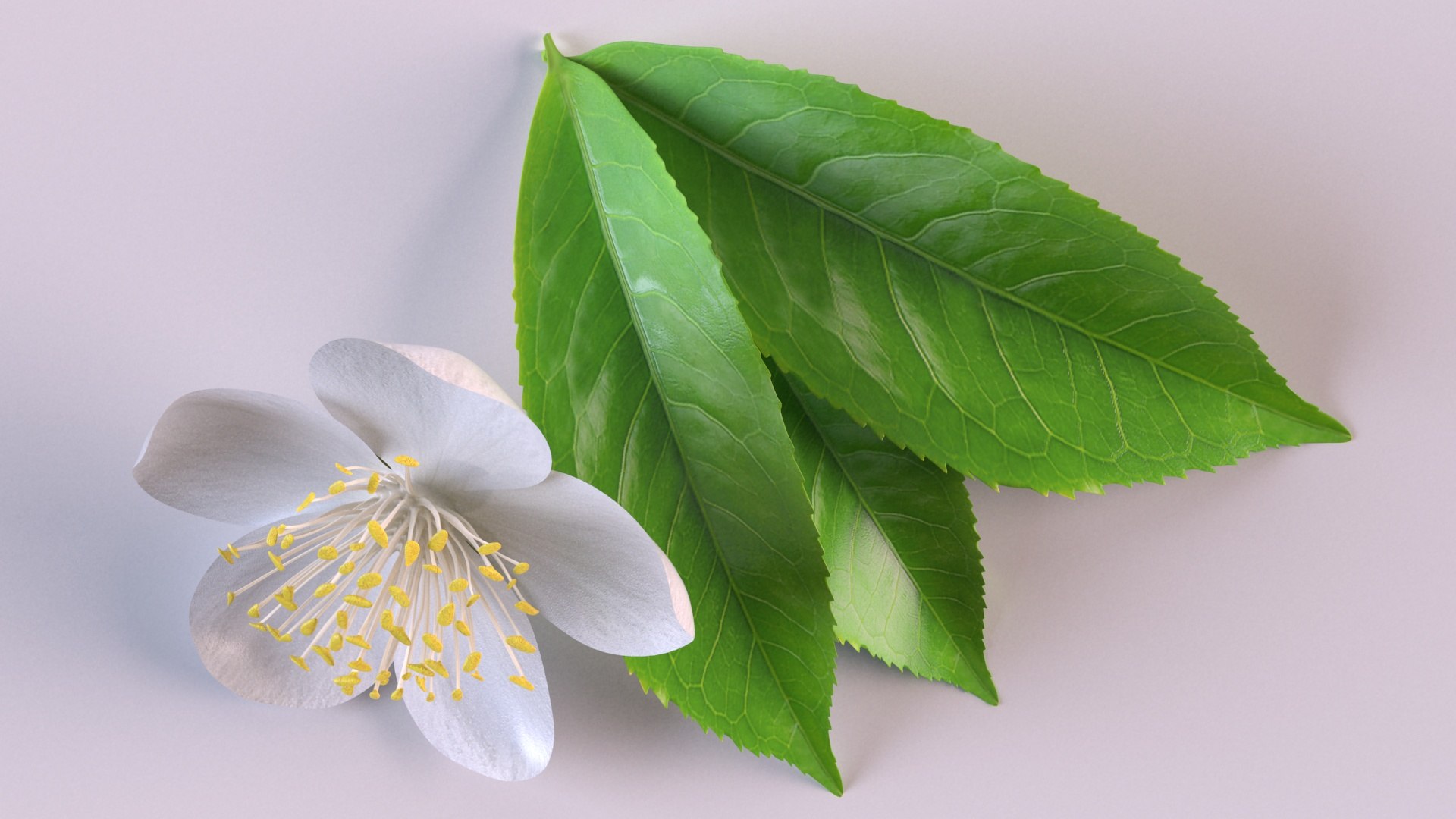 Flower Tea 3D Model - TurboSquid 1682709