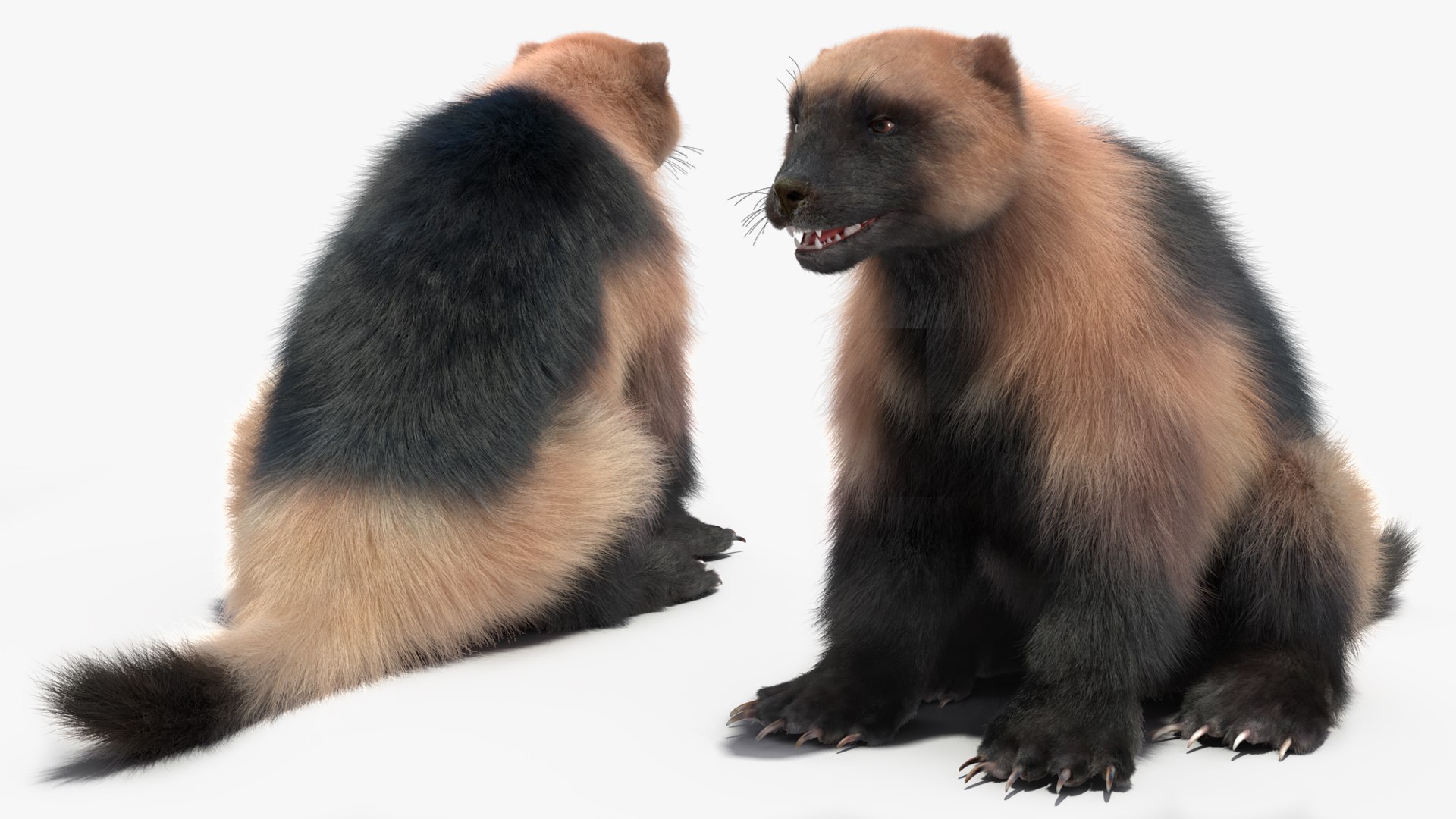 Wolverine Light Color Sitting Pose Fur 3D Model - TurboSquid 2158250