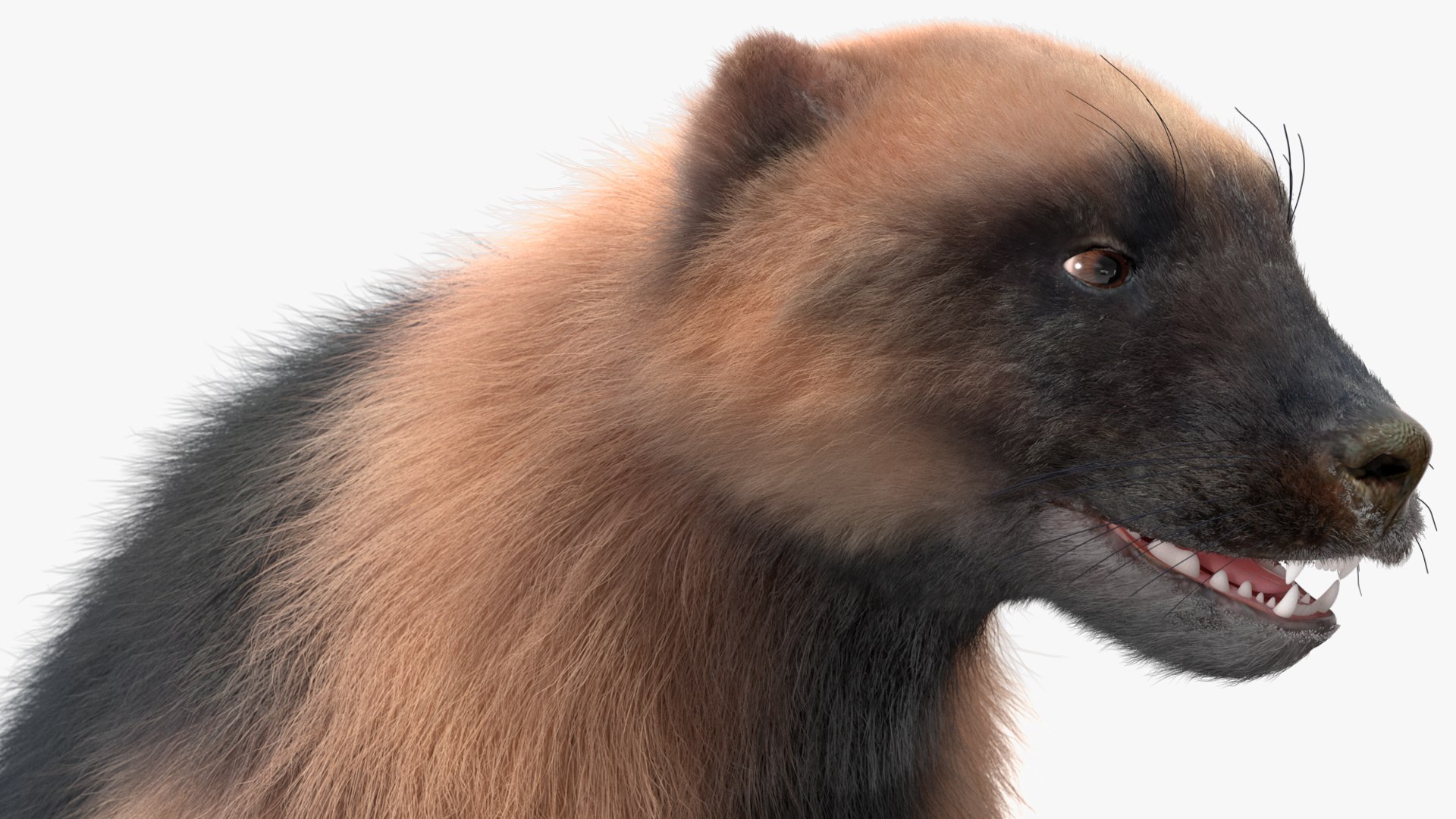 Wolverine Light Color Sitting Pose Fur 3D Model - TurboSquid 2158250