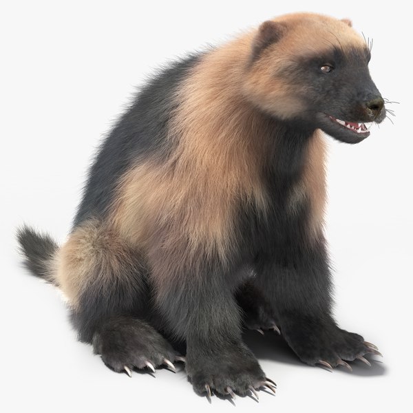 modelo 3d Wolverine Color Claro Sentado Pose Pelaje - TurboSquid 2158250