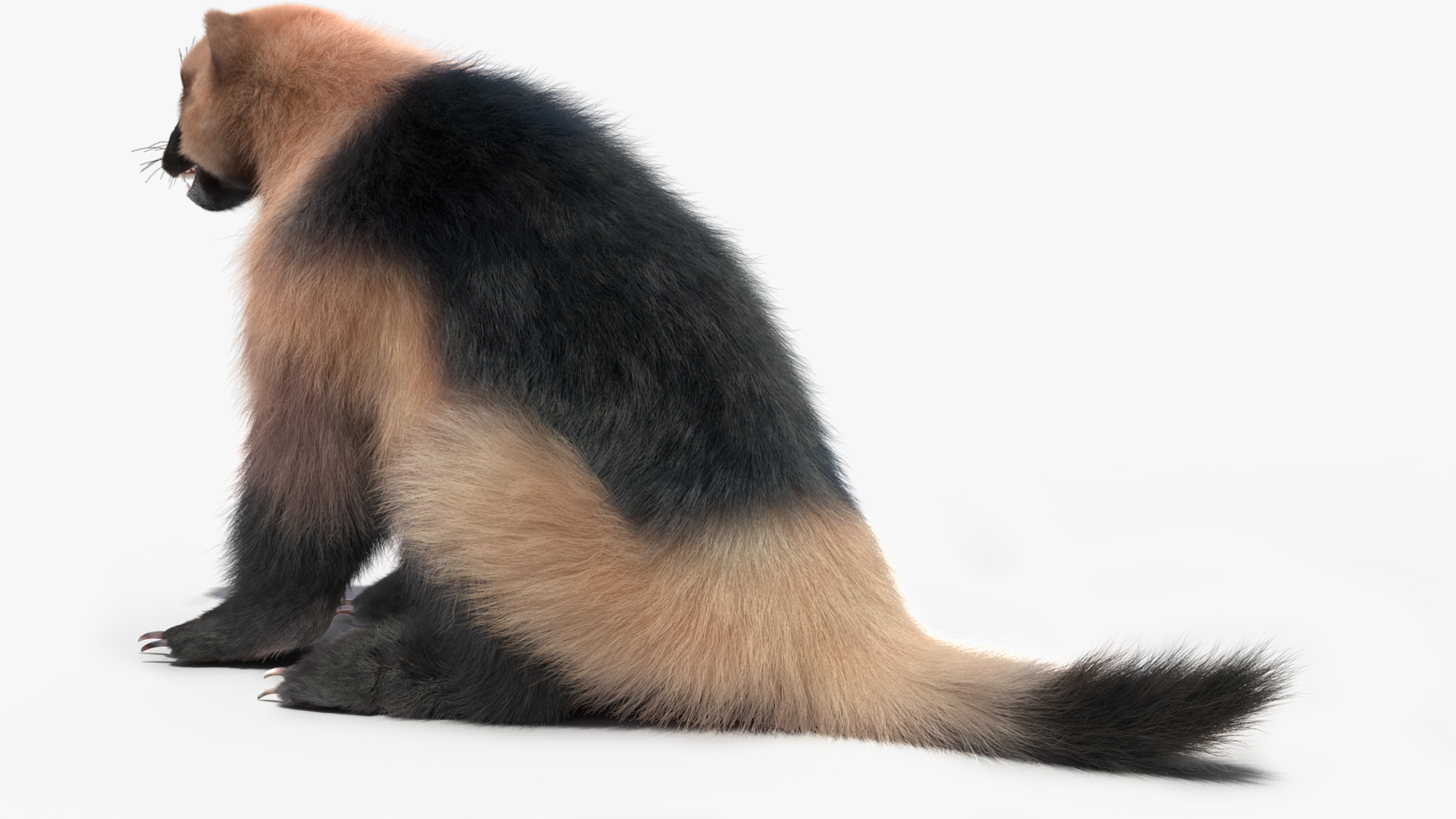 modelo 3d Wolverine Color Claro Sentado Pose Pelaje - TurboSquid 2158250