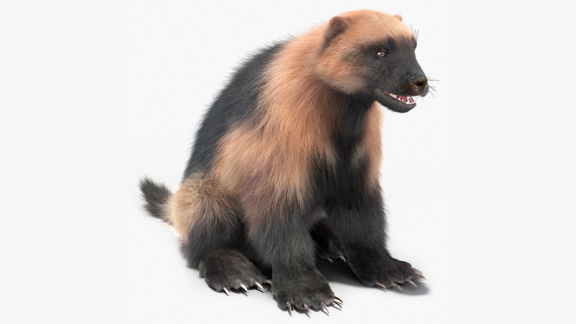 carnivore wolverine animal coloring pages