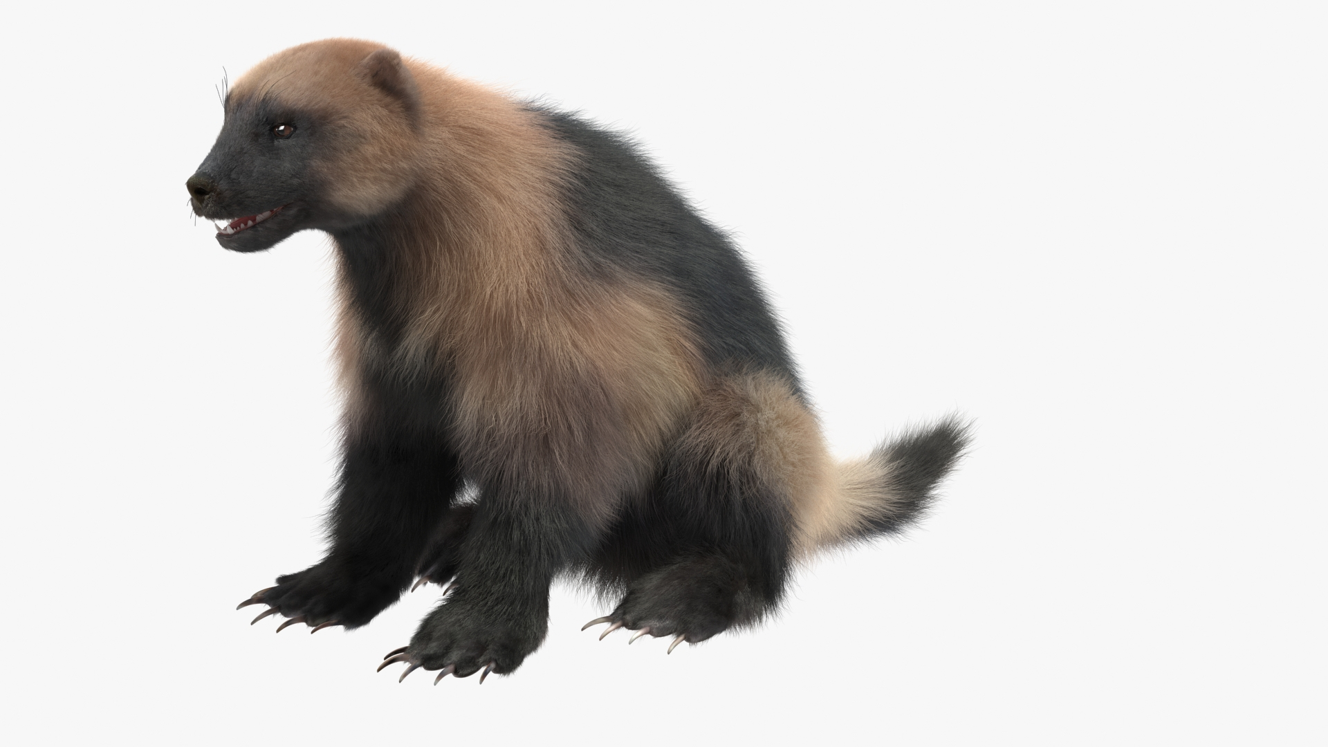 Wolverine Light Color Sitting Pose Fur 3D Model - TurboSquid 2158250