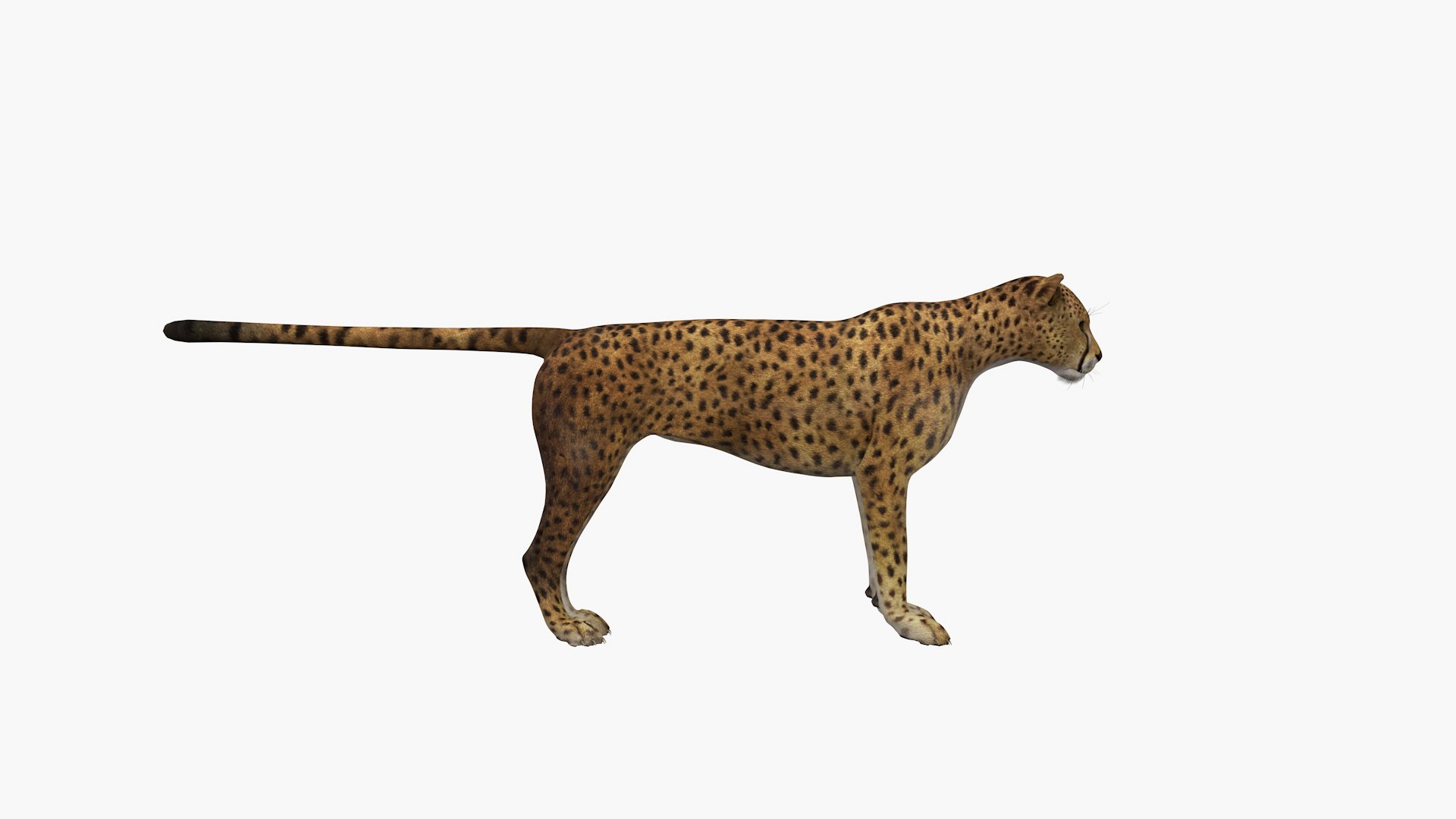 3D Cheetah Model - TurboSquid 1855468
