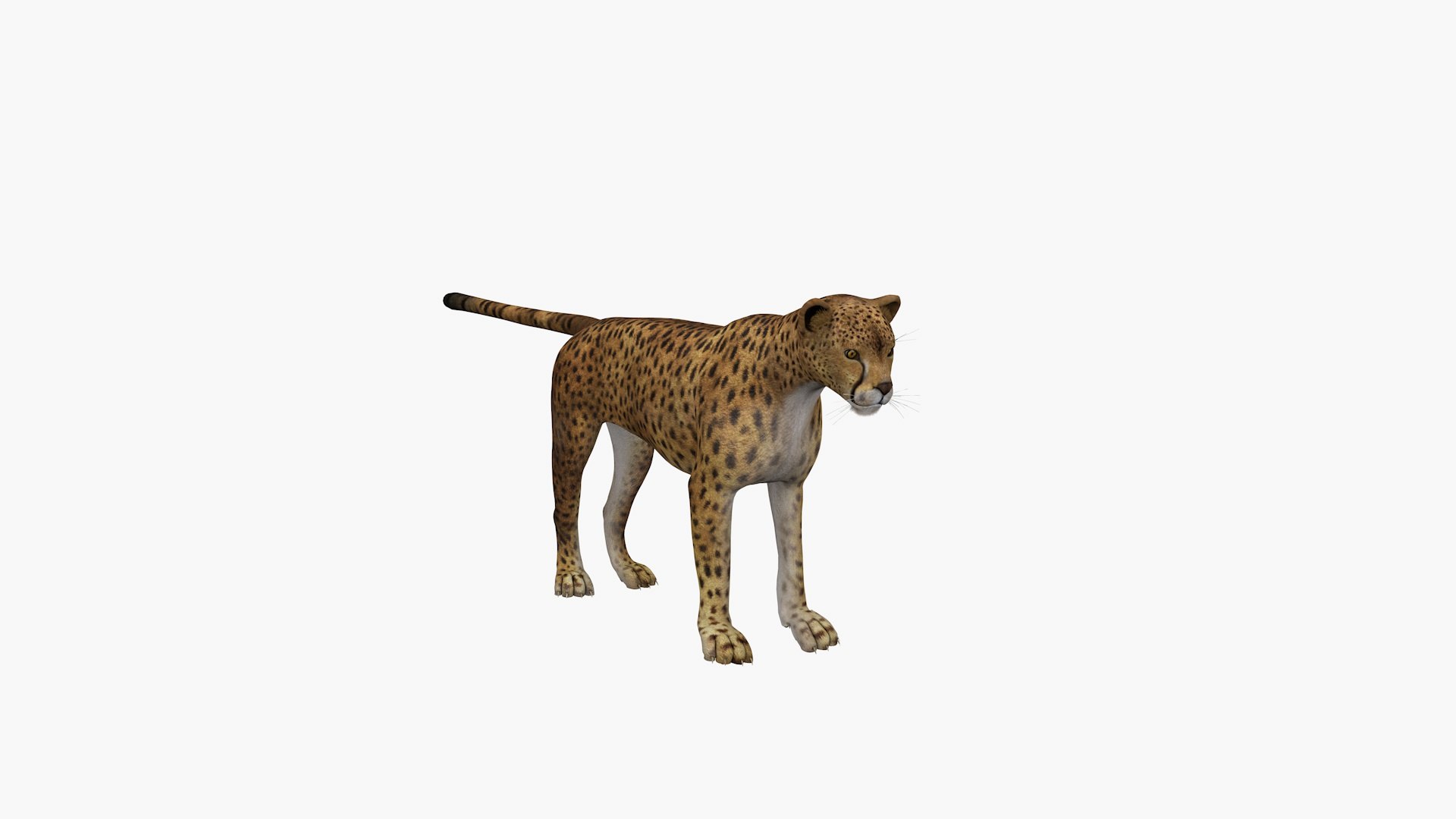 3D Cheetah Model - TurboSquid 1855468