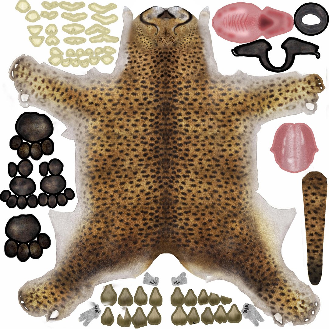 3D Cheetah Model - TurboSquid 1855468