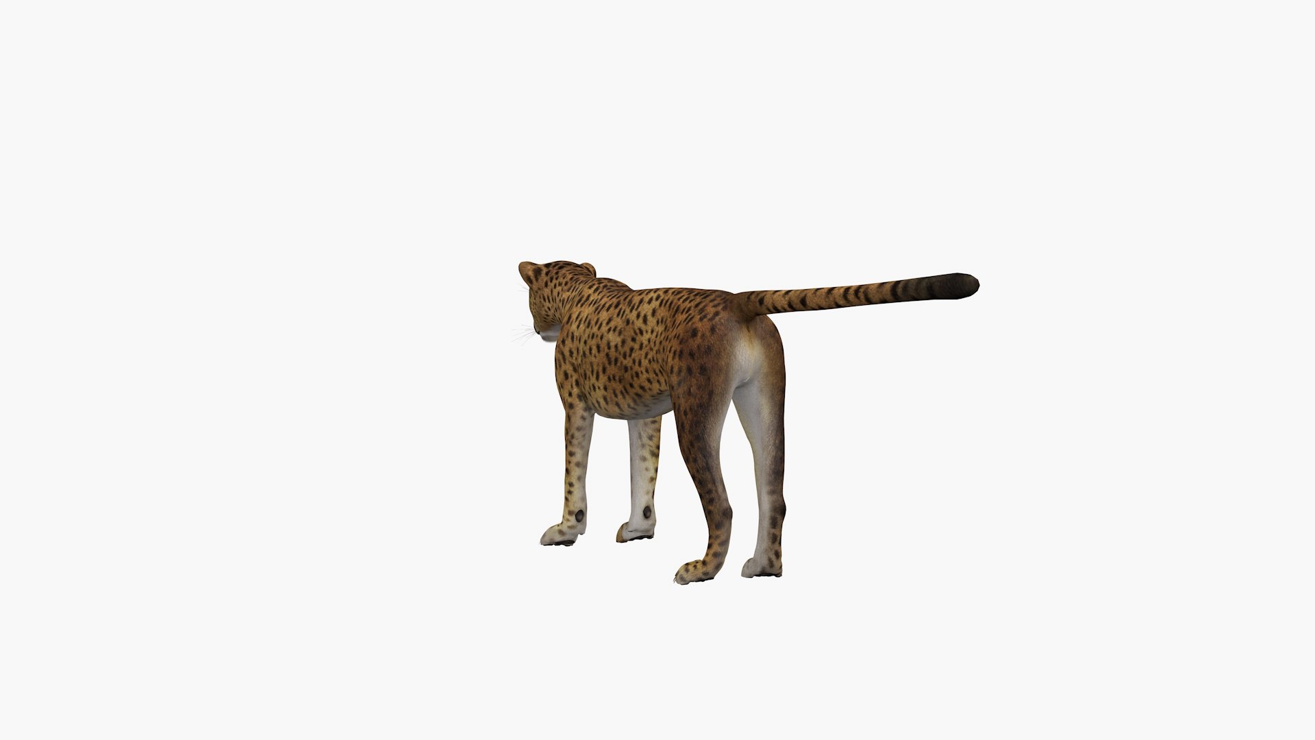 3D Cheetah Model - TurboSquid 1855468